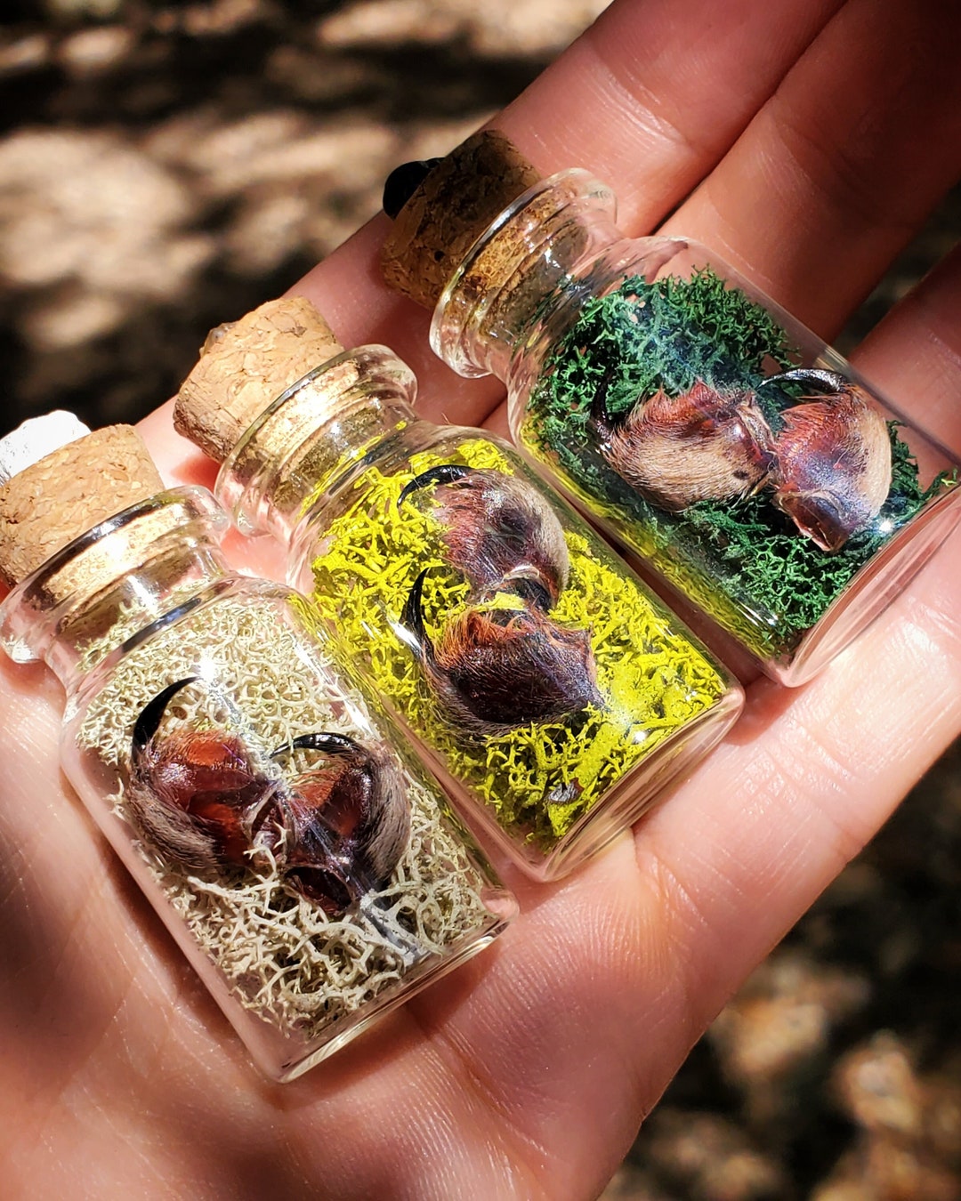 Tarantula Fang Molt Small Glass Cork Bookshelf Jar Central Asia ...