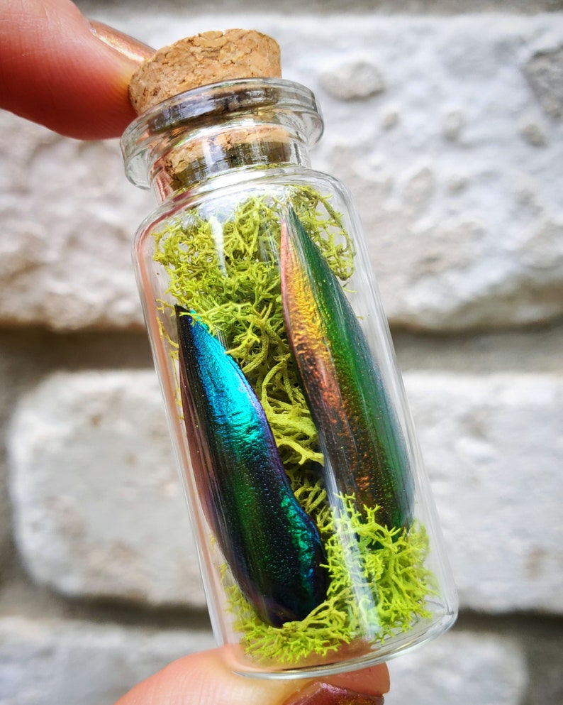 Real Jewel Beetle Wings Color Changing Fairy Bookshelf Art Small Glass ...
