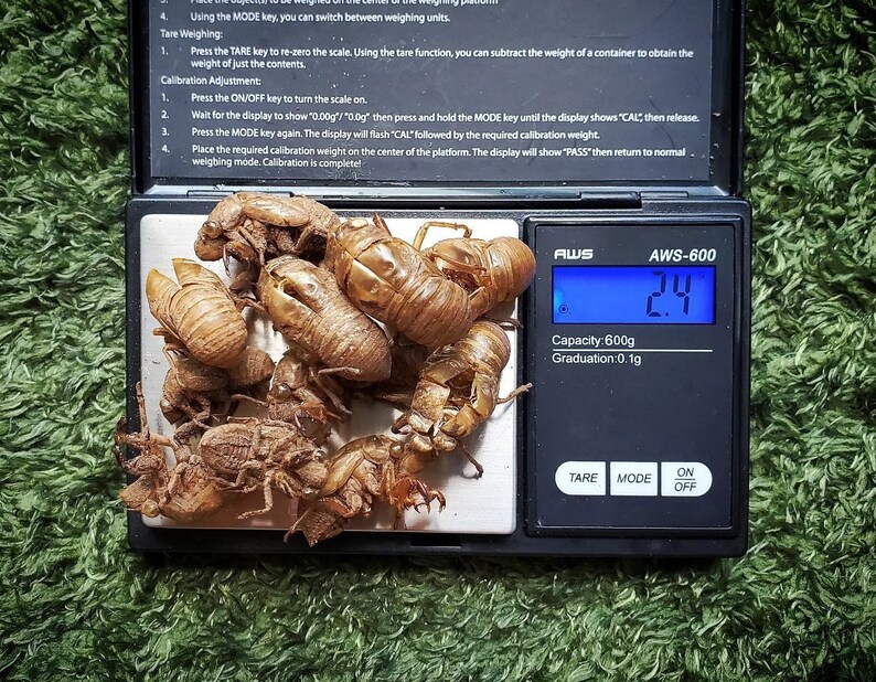 Real Bulk Natural Cicada Exoskeleton Specimen Shells Austin Texas Lover ...