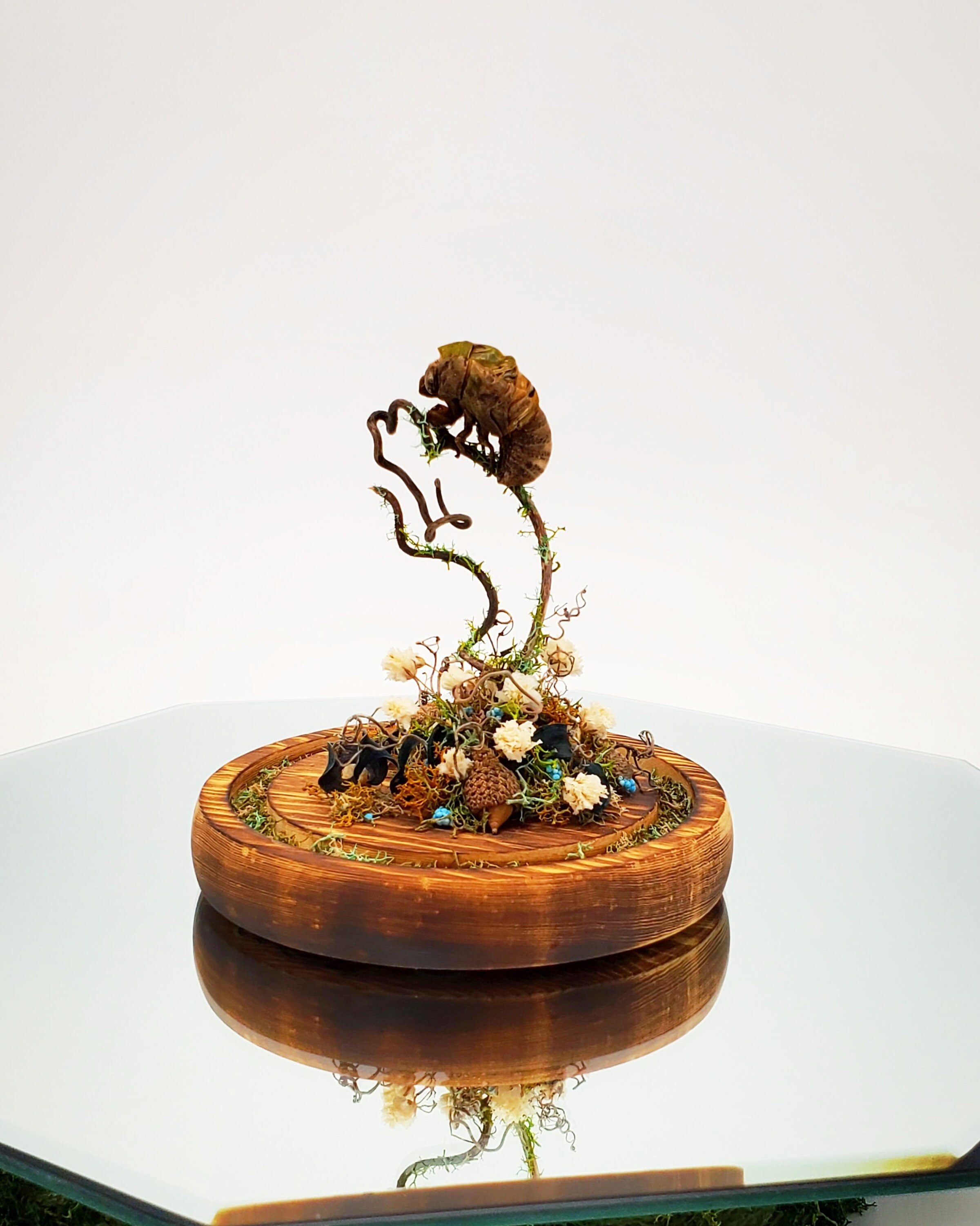 Handmade Cicada Exoskeleton Wood Glass Shelf Art Display Flower Plant ...