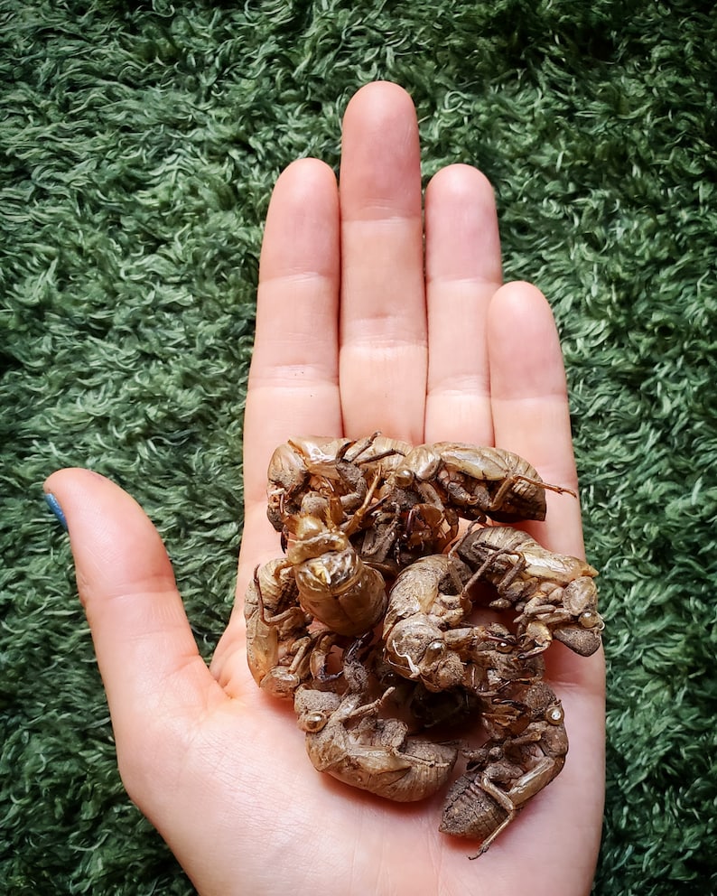 Real Natural Cicada Exoskeleton Taxidermy Bookshelf Jar Display Texas ...