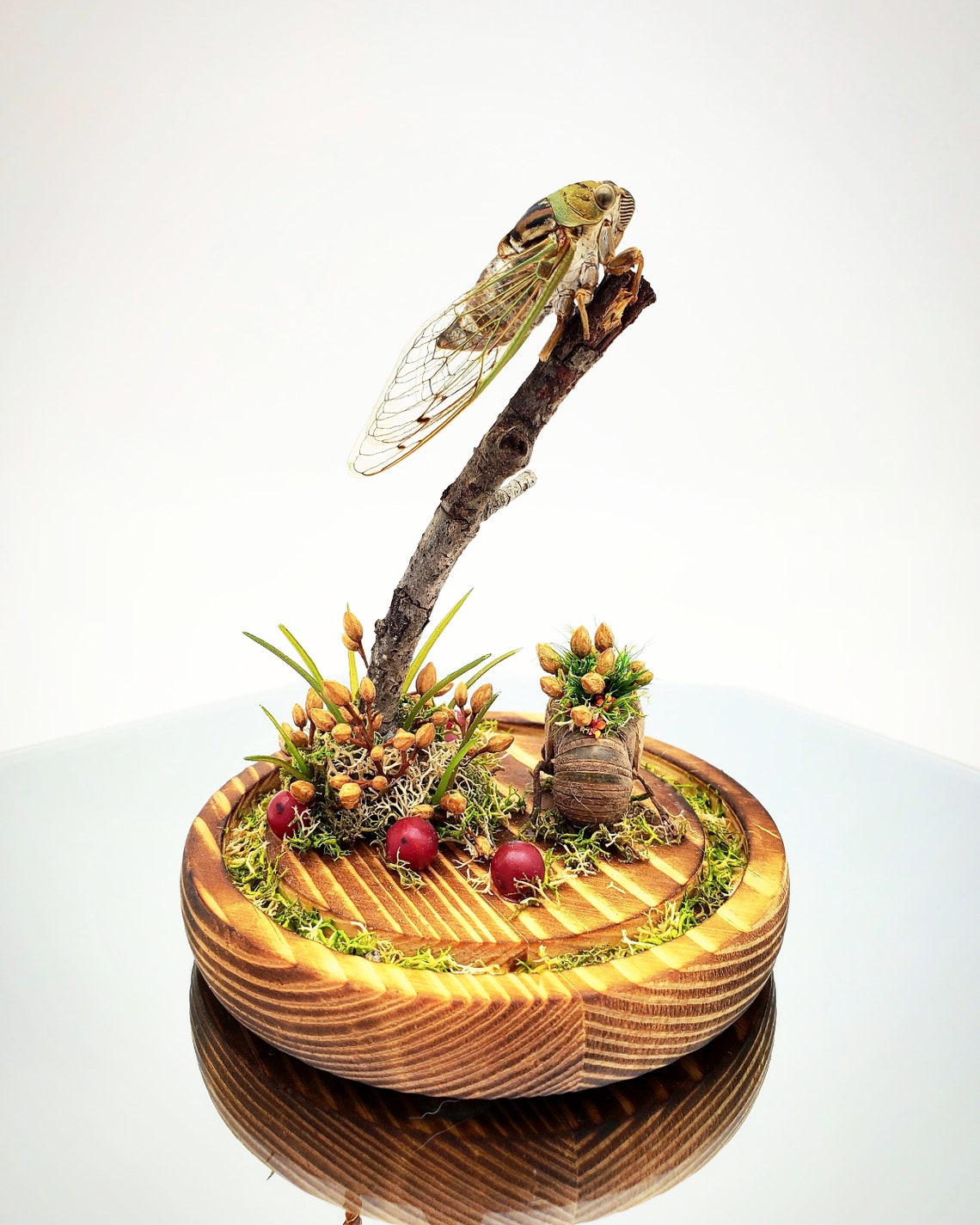 Handmade Real Cicada Austin Texas Shelf Cloche Terrarium Exoskeleton ...