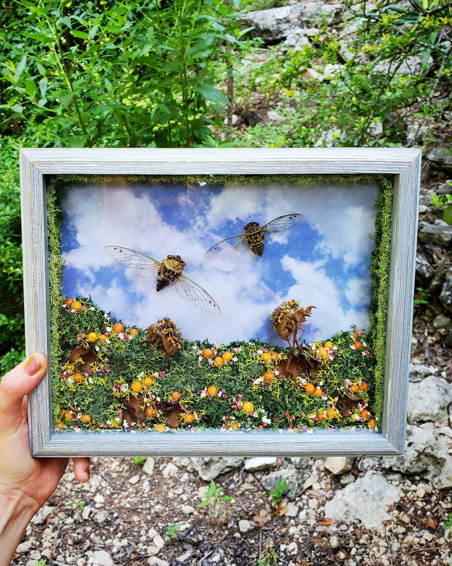Handmade Real Cicada Terrarium Bookshelf Shadow Box Wall Frame Cloud ...