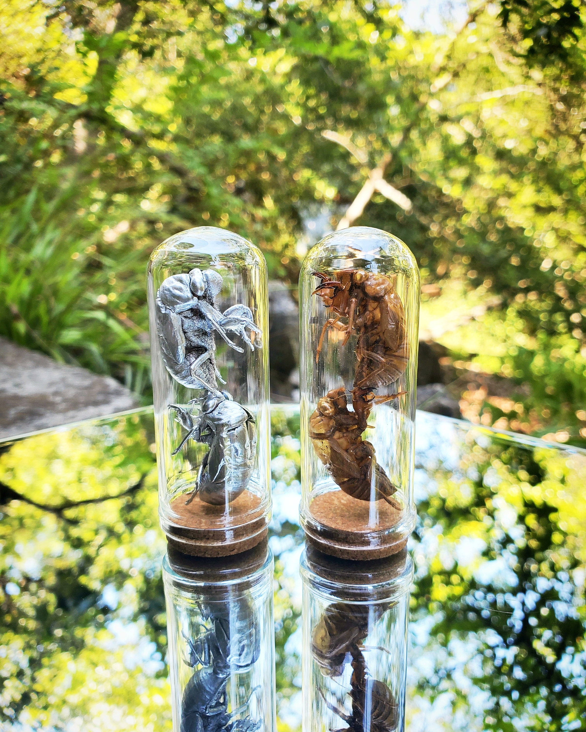 Real Natural Cicada Exoskeleton Taxidermy Bookshelf Jar Display Texas ...