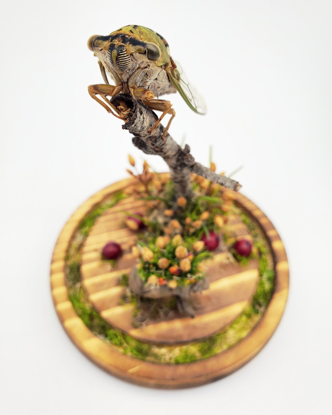 Handmade Real Cicada Austin Texas Shelf Cloche Terrarium Exoskeleton ...