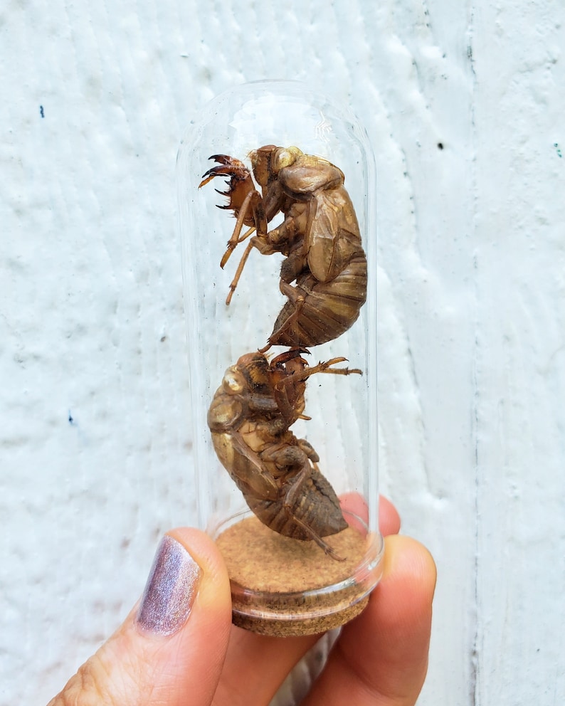 Real Natural Cicada Exoskeleton Taxidermy Bookshelf Jar Display Texas ...