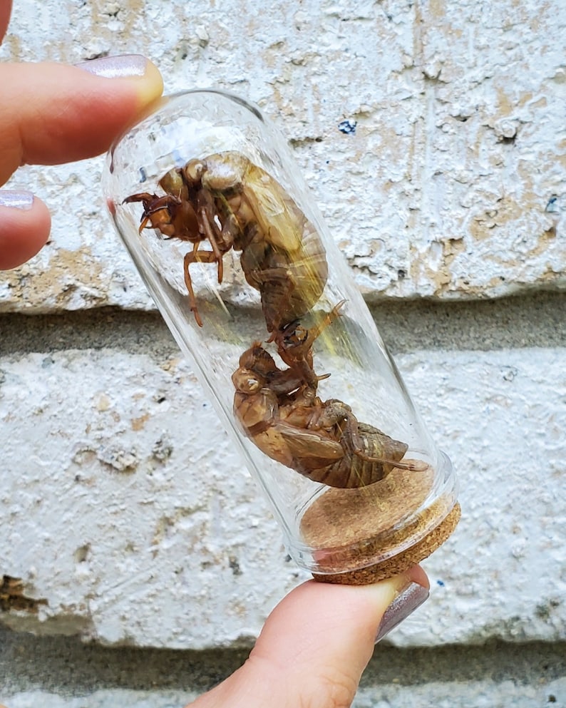 Real Natural Cicada Exoskeleton Taxidermy Bookshelf Jar Display Texas ...