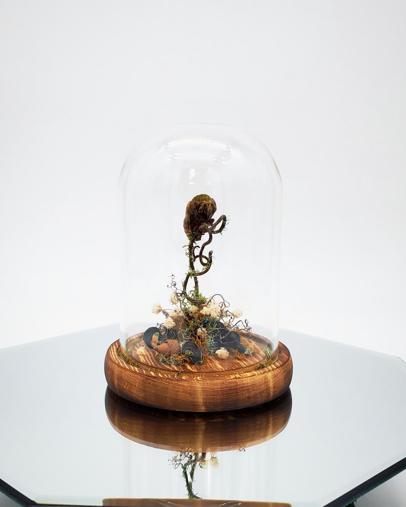 Handmade Cicada Exoskeleton Wood Glass Shelf Art Display Flower Plant ...