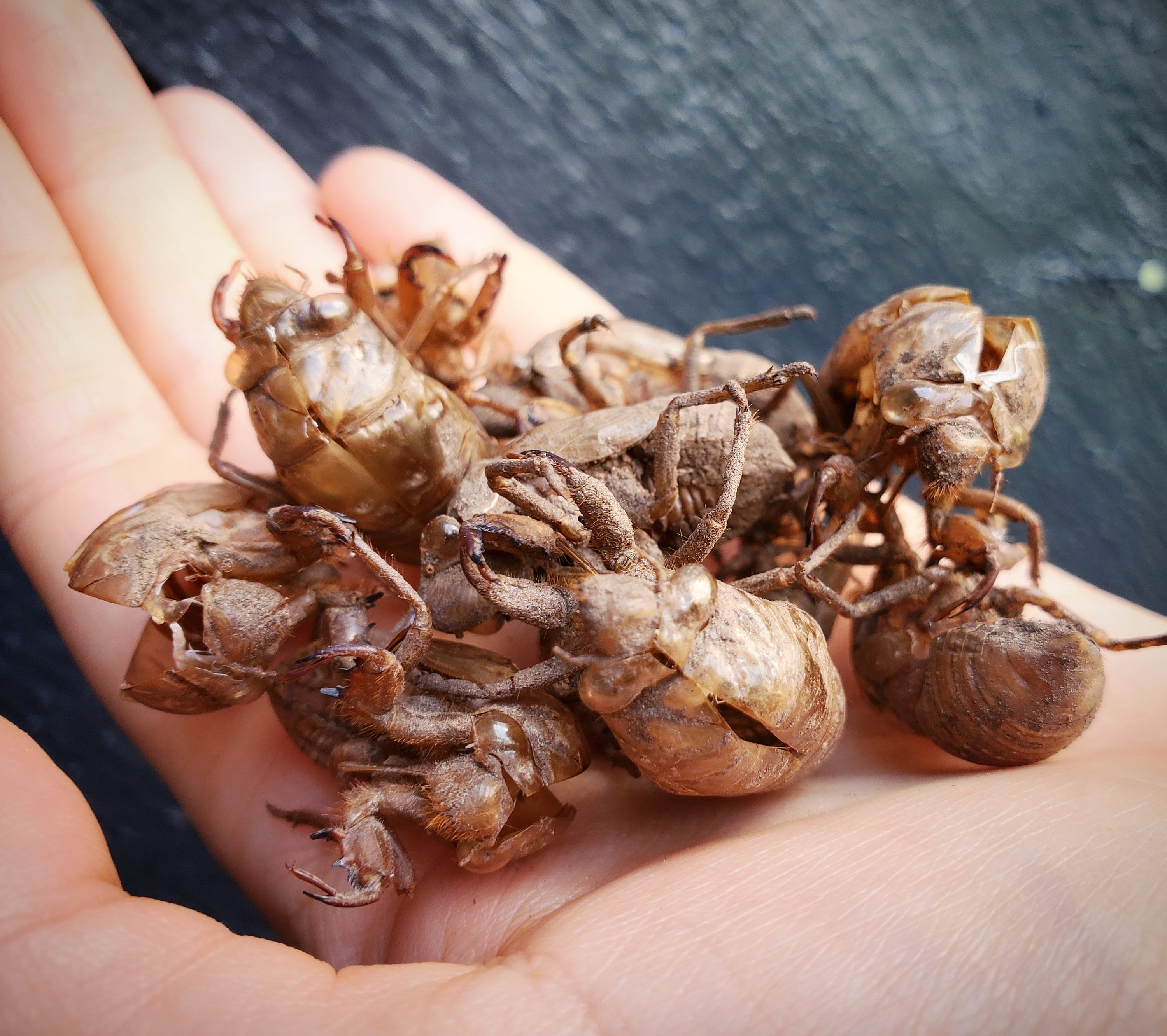 Real Natural Cicada Exoskeleton Taxidermy Bookshelf Jar Display Texas ...