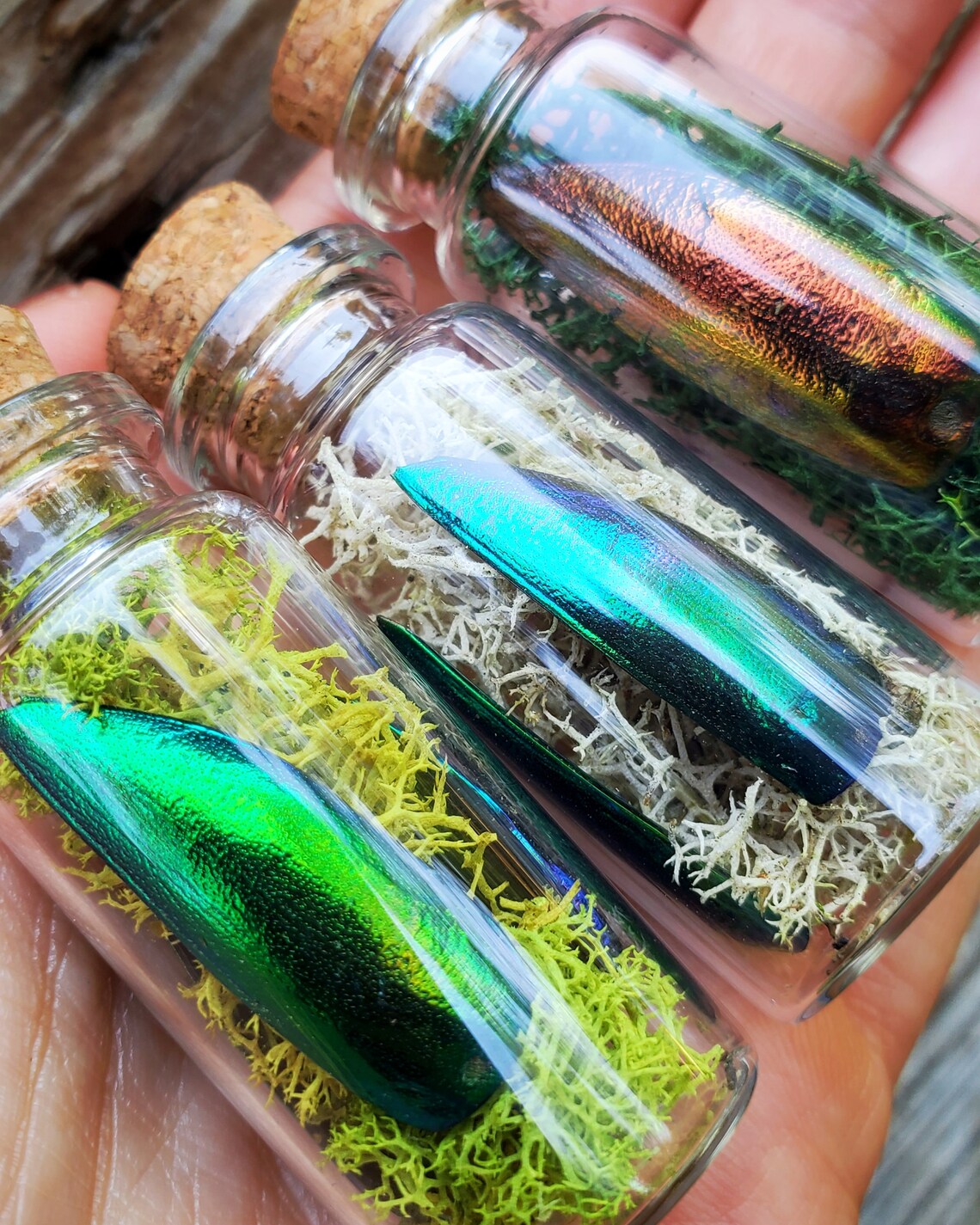 Real Jewel Beetle Wings Thailand Fairy Bookshelf Small Glass Cork Jar ...