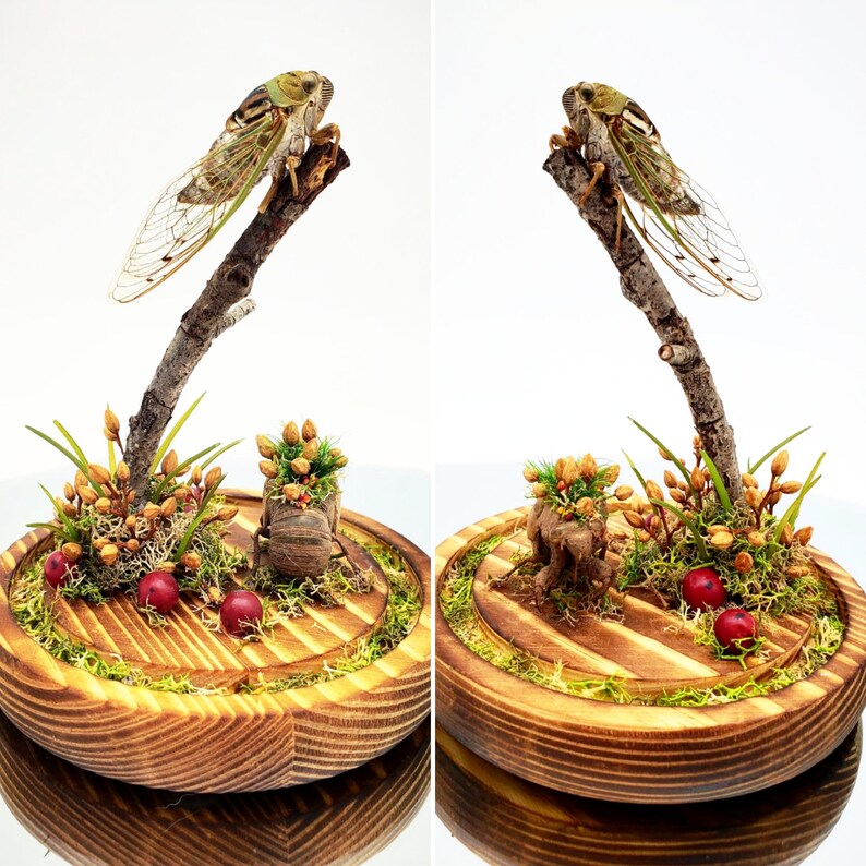 Handmade Real Cicada Austin Texas Shelf Cloche Terrarium Exoskeleton ...