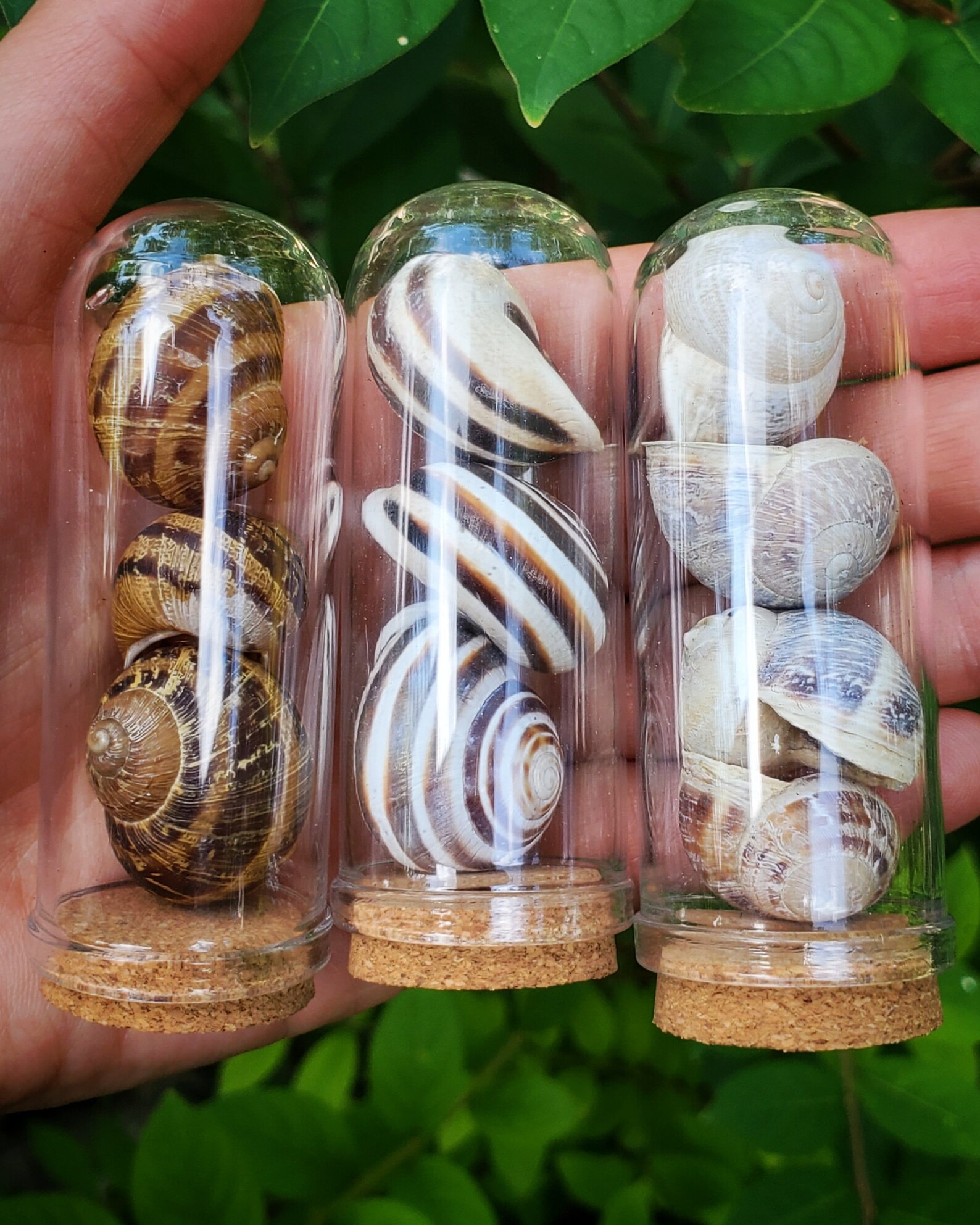 Real Sun Bleached Shells Bookshelf Trinket Jar California Texas Outdoor ...