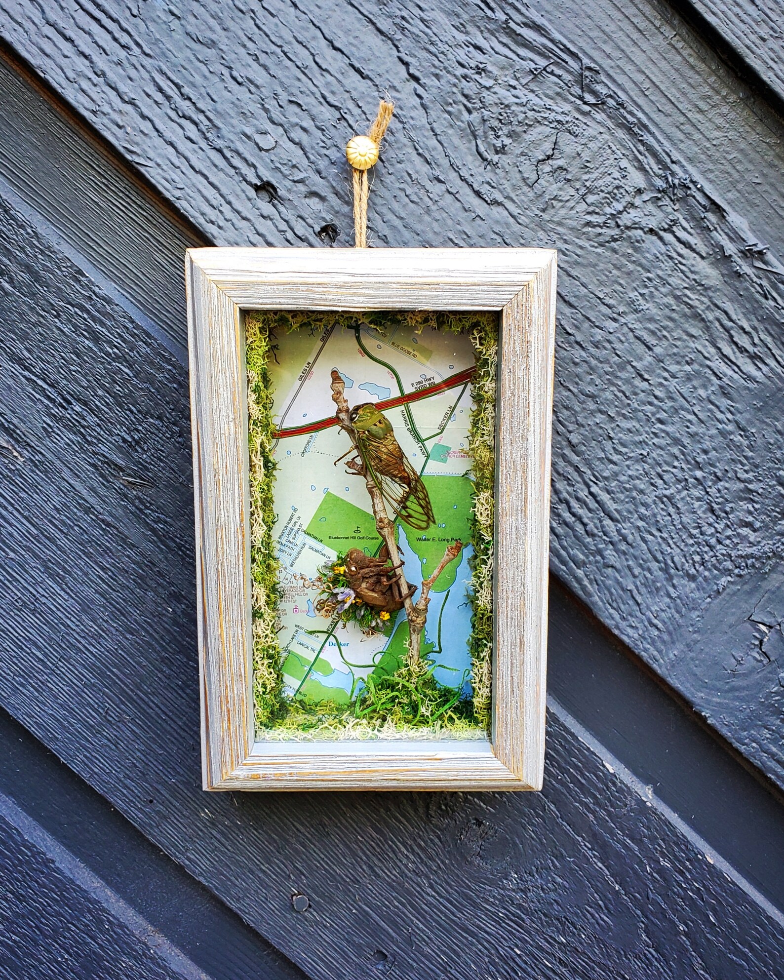 Handmade Real Cicada Exoskeleton Wood Wall Art Frame Taxidermy Austin ...