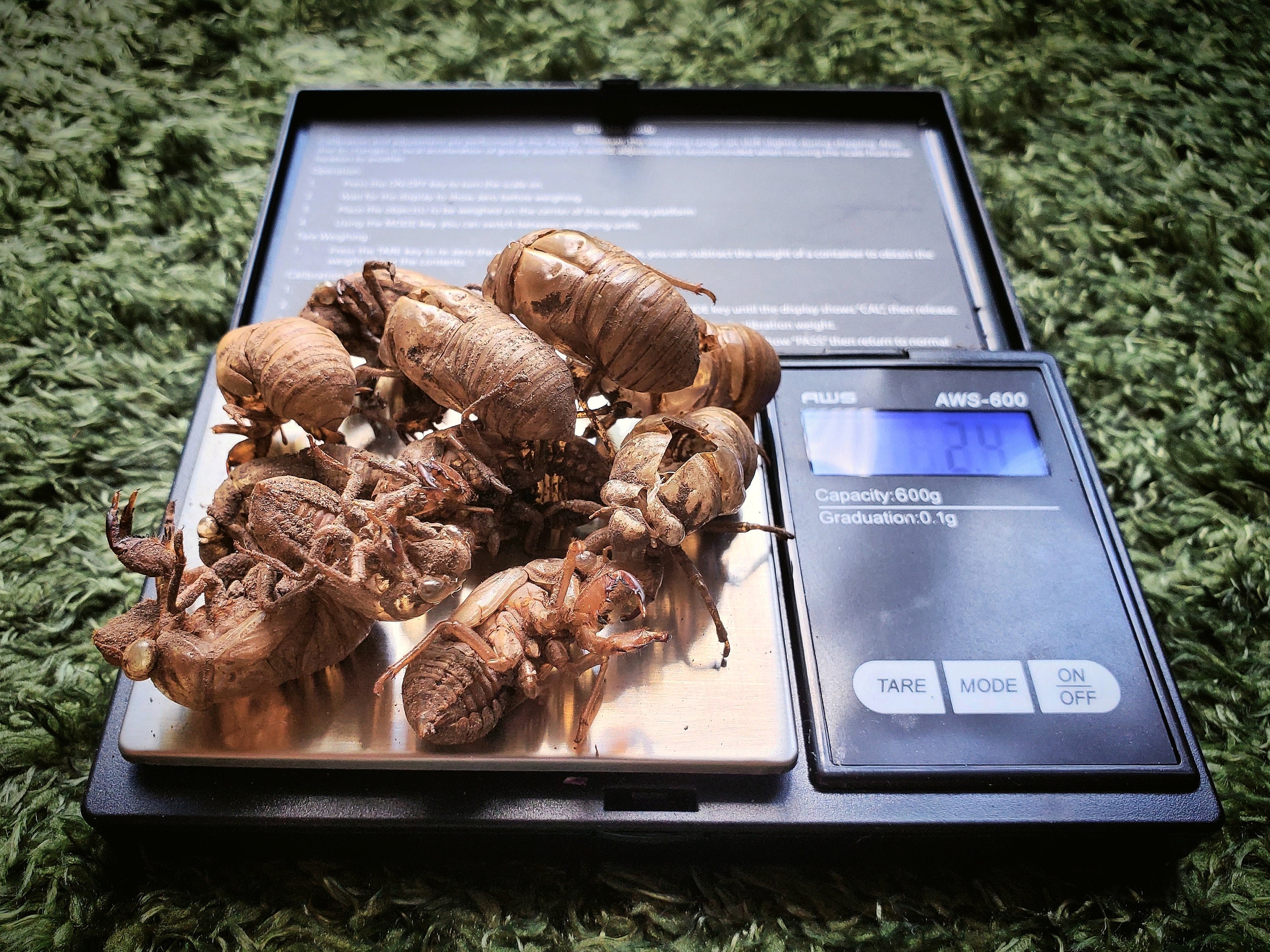 Real Bulk Natural Cicada Exoskeleton Specimen Shells Austin Texas Lover ...