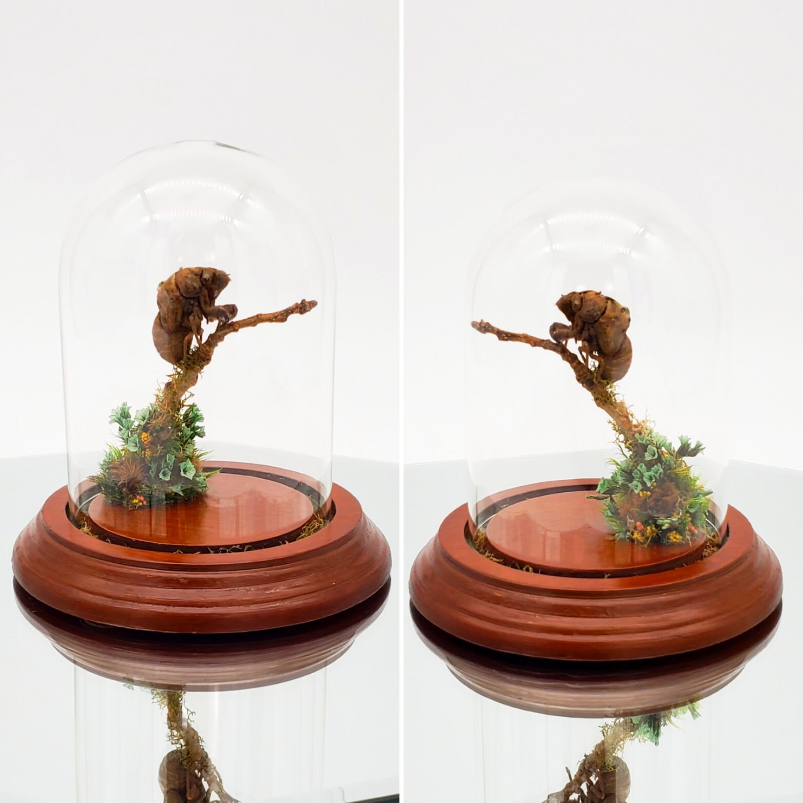 Handmade Cicada Exoskeleton Shell Bookshelf Jar Glass Cloche Taxidermy ...