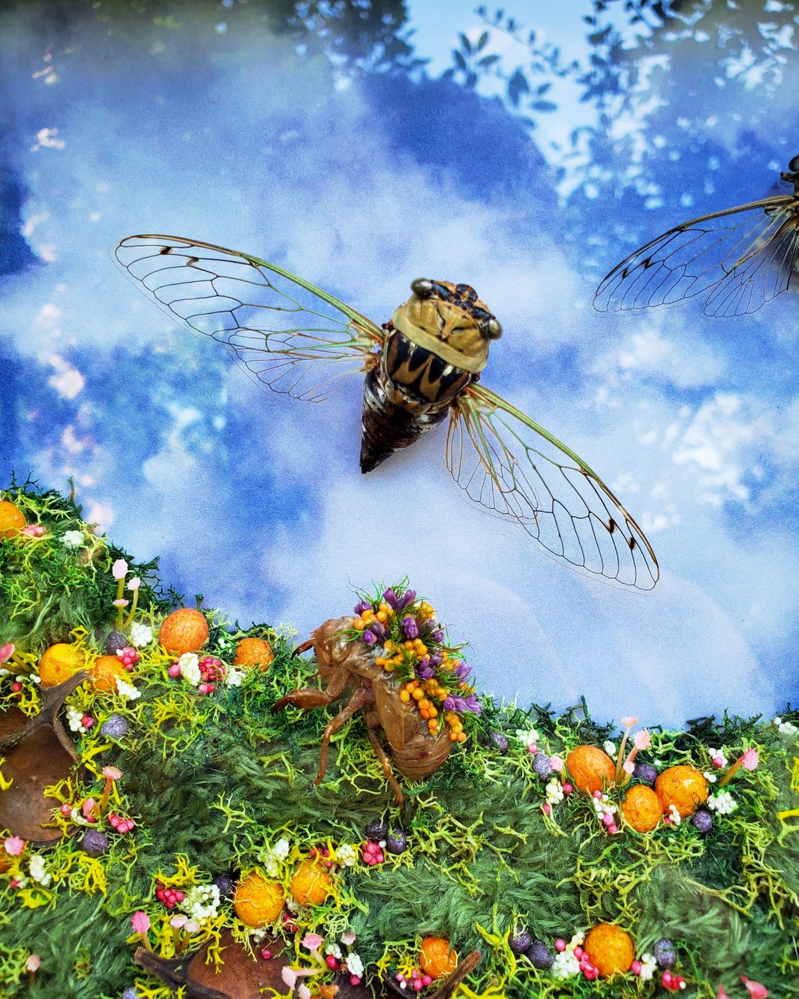 Handmade Real Cicada Terrarium Bookshelf Shadow Box Wall Frame Cloud ...