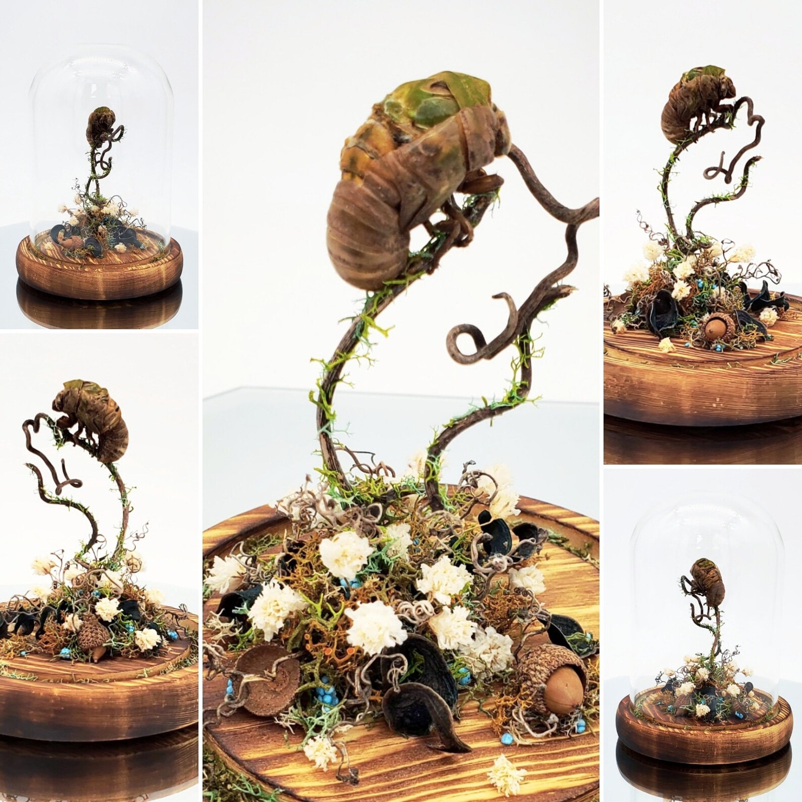 Handmade Cicada Exoskeleton Wood Glass Shelf Art Display Flower Plant ...