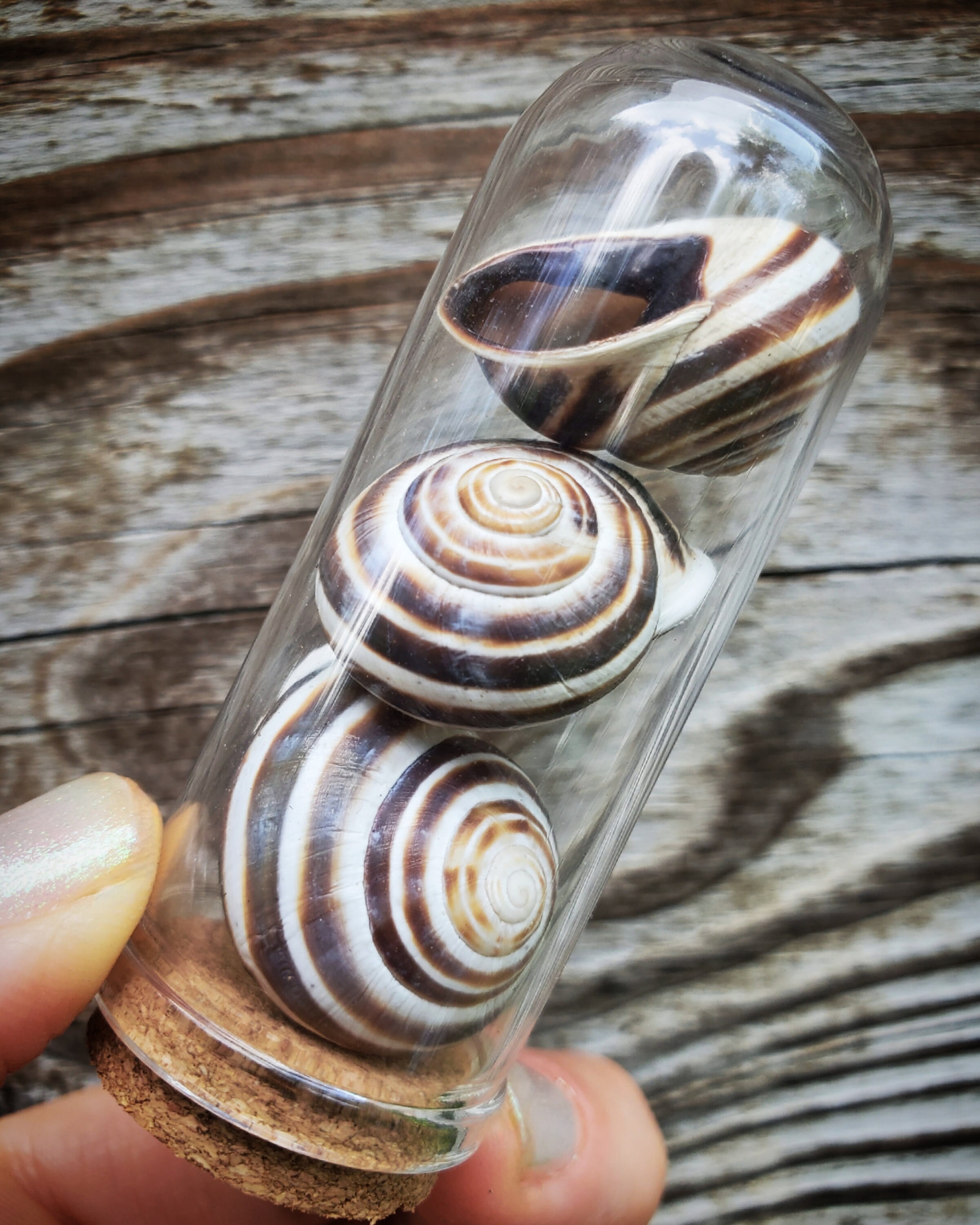 Real White Brown Striped Snail Shells Bookshelf Small Glass Cork Jar ...