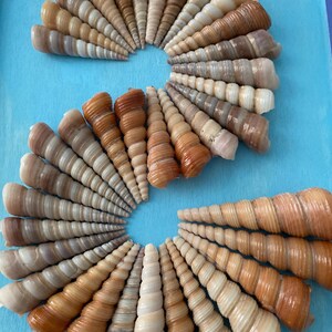 Seashell Wall Decor - Etsy