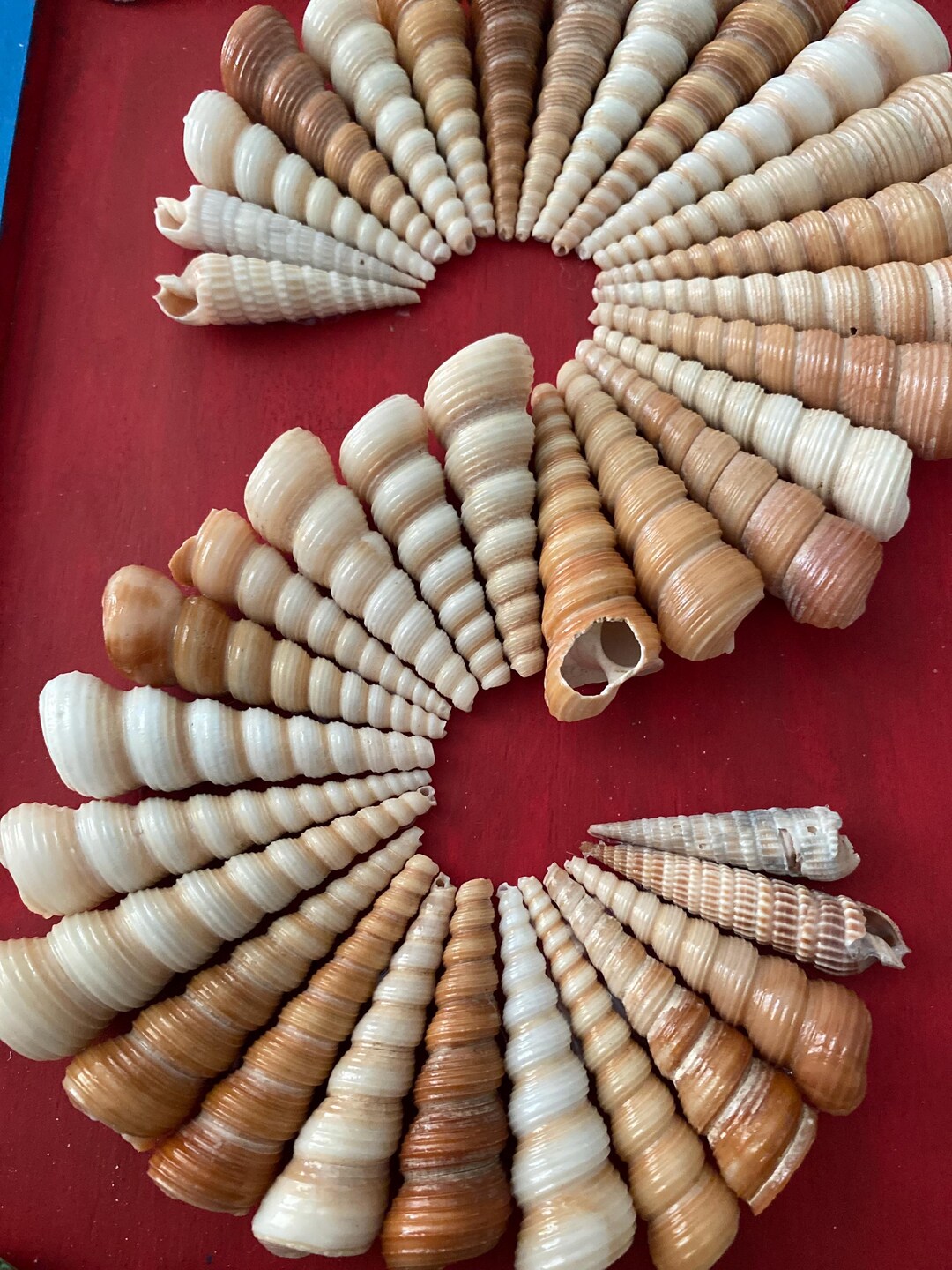 Seashell Wall Decor - Etsy