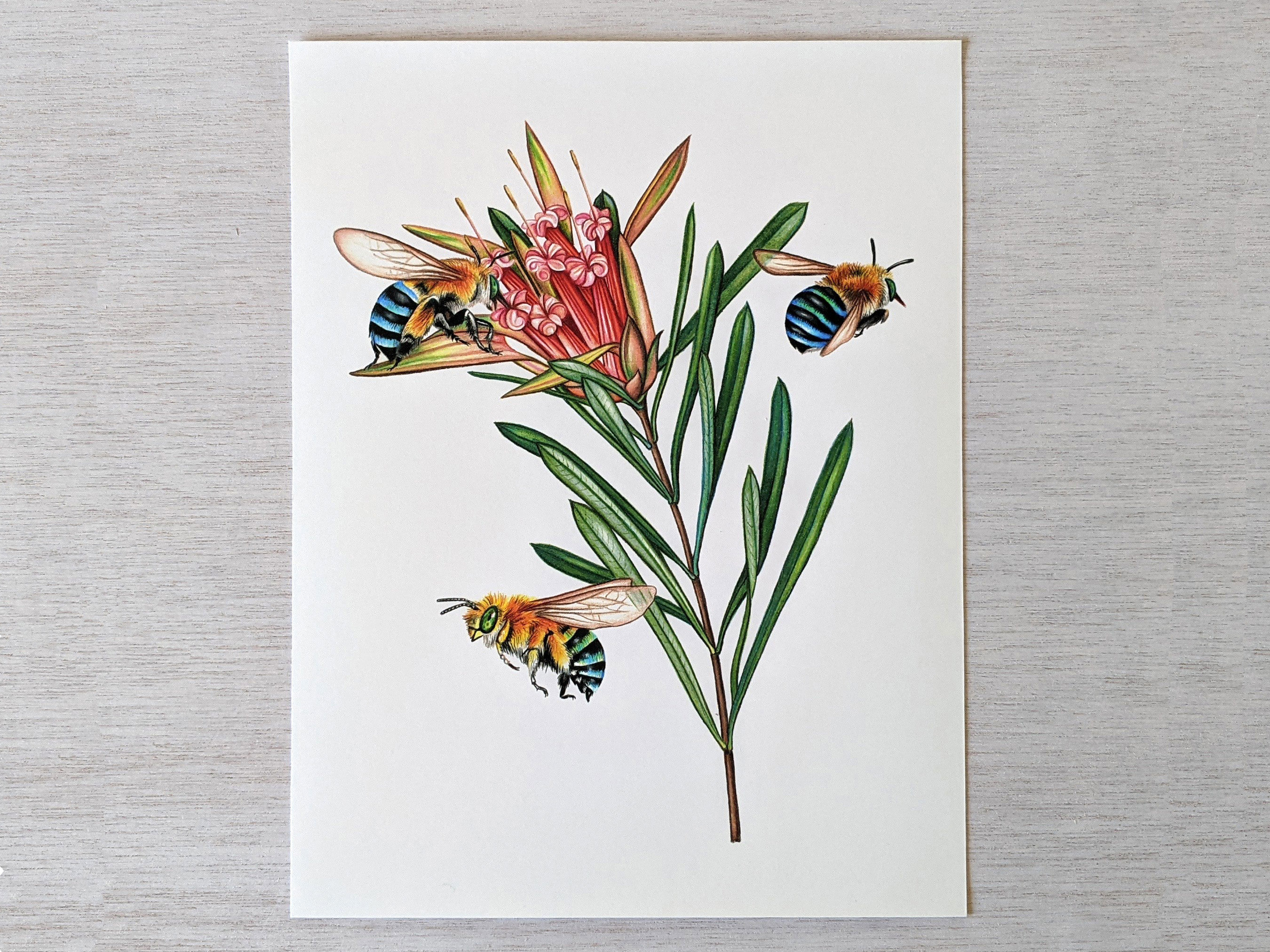 Blue-banded bees Bee Print Botanical Art Australian Native | Etsy