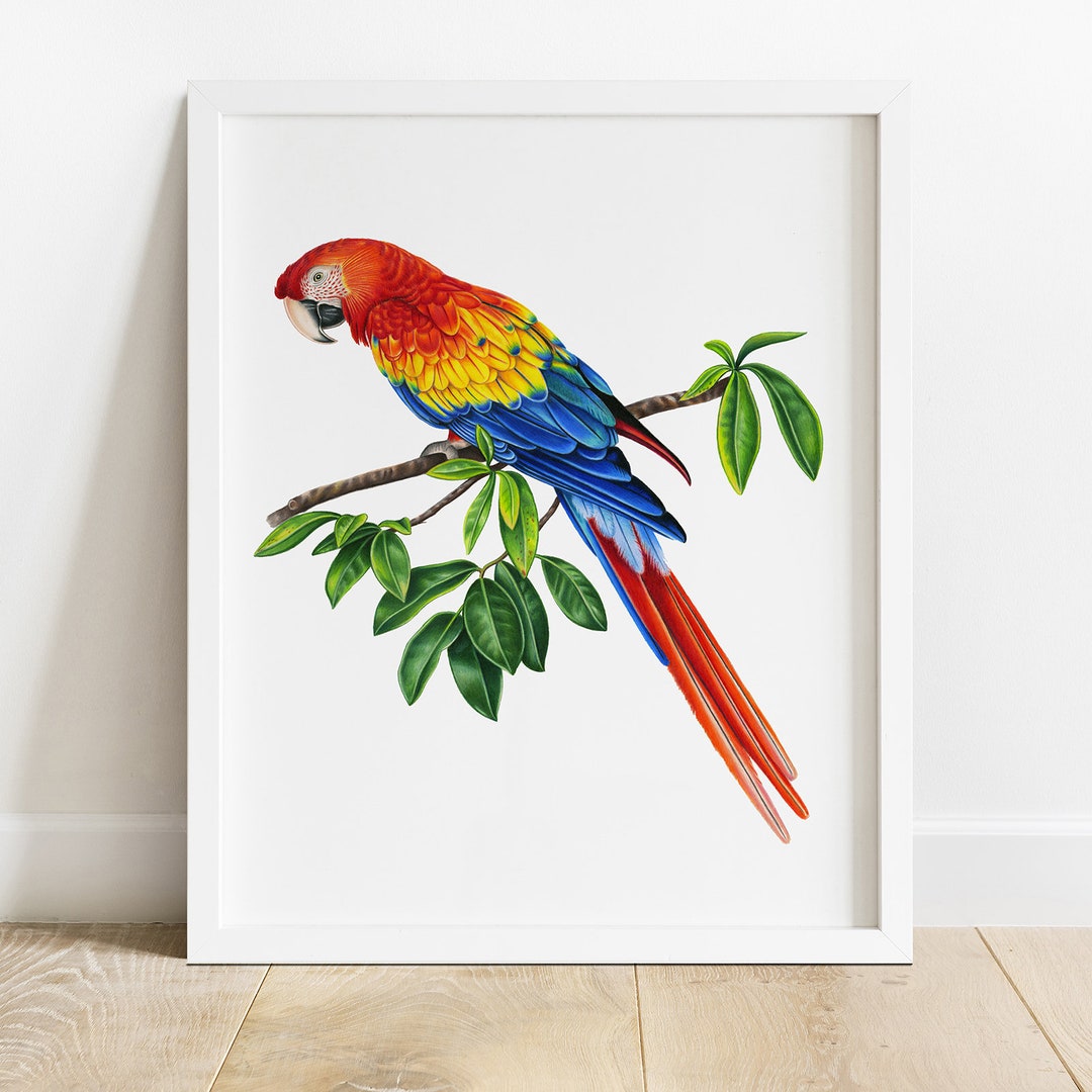 Scarlet Macaw Print, Tropical Bird Art, Rainforest, Parrot, Jungle ...