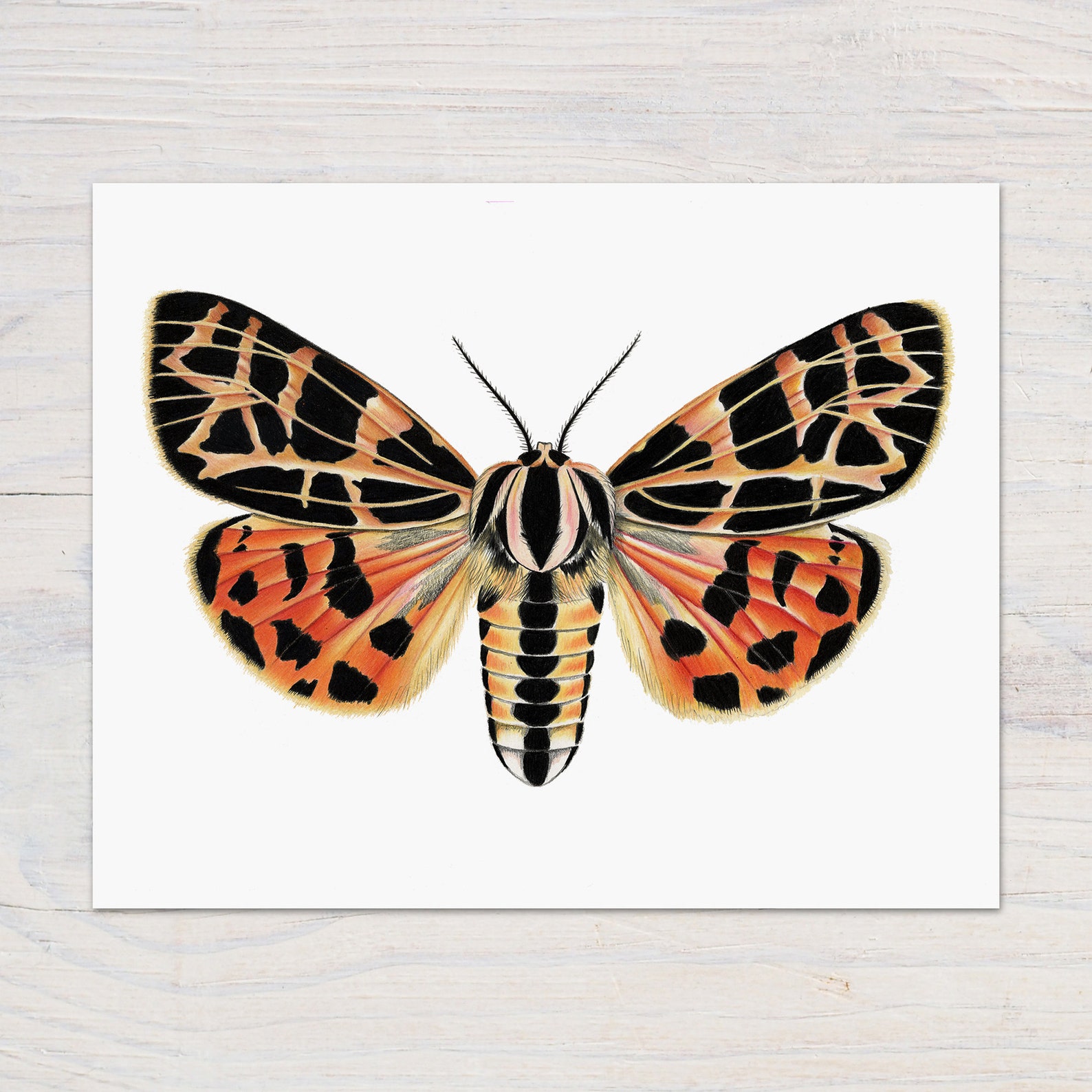 Tiger Moth Print, Insect Art, Moth Illustration, Insect Print, Colorful ...