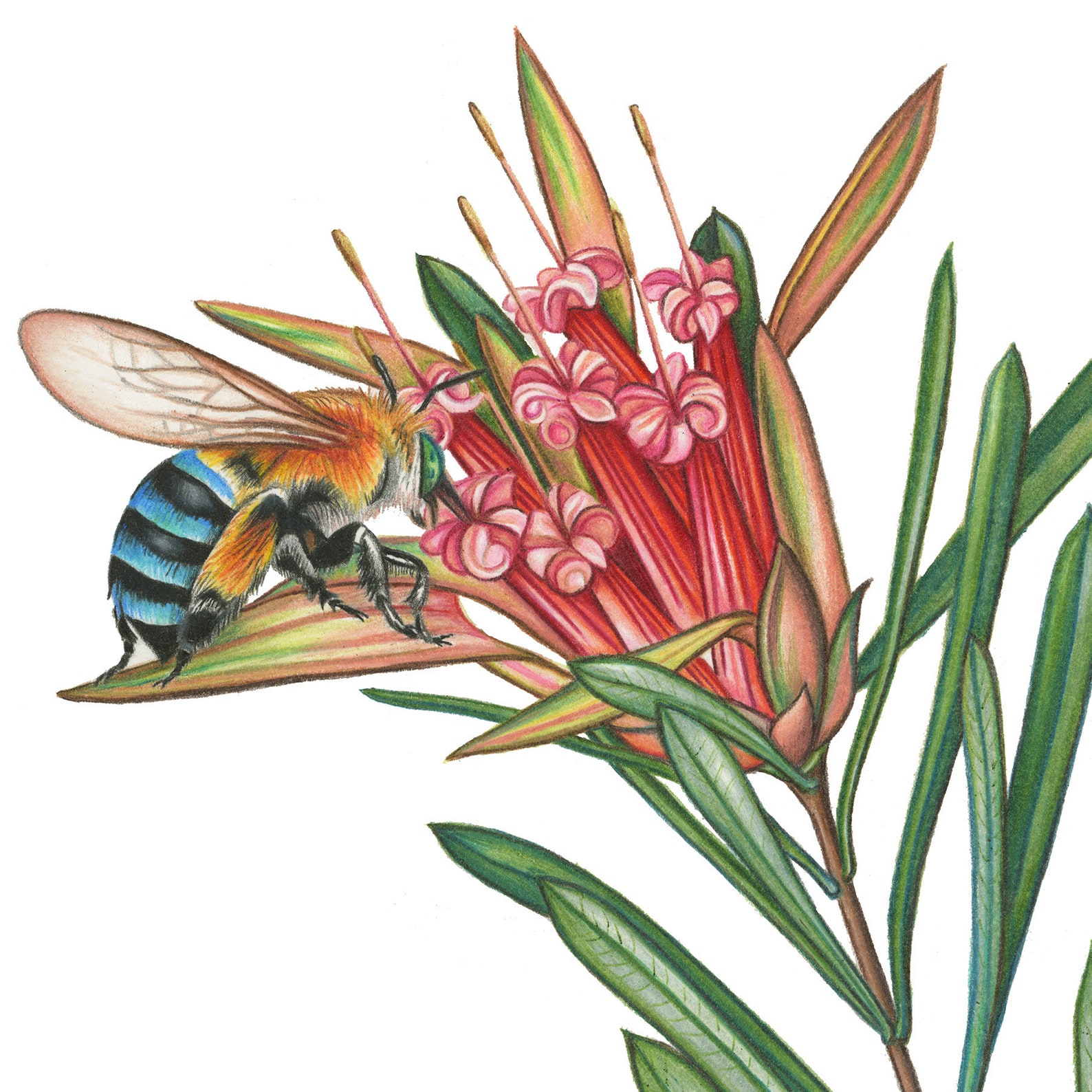 Blue-banded Bees, Bee Print, Botanical Art, Australian Native, Protea ...