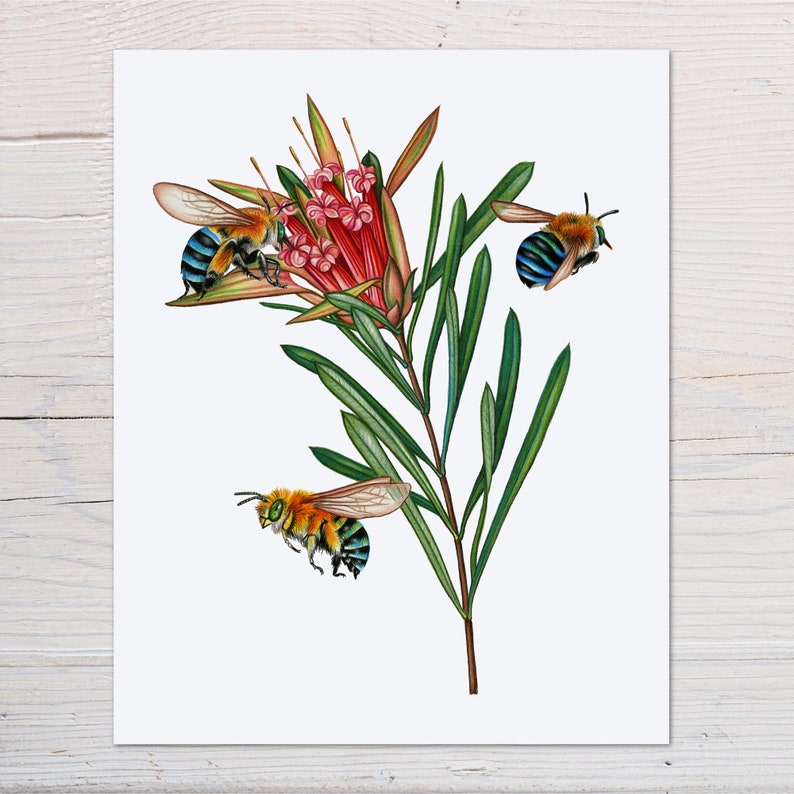 Blue-banded Bees, Bee Print, Botanical Art, Australian Native, Protea ...