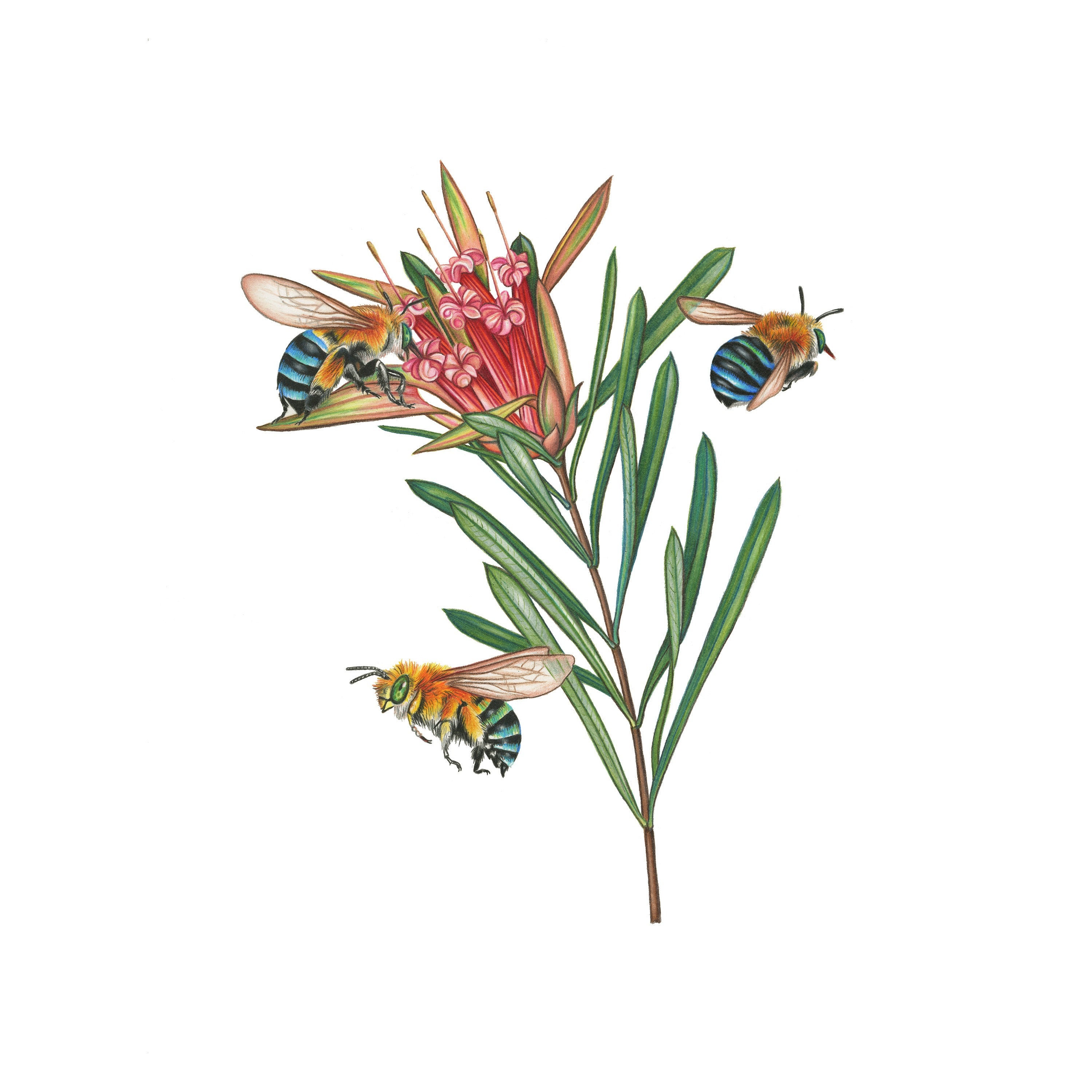 Blue-banded bees Bee Print Botanical Art Australian Native | Etsy