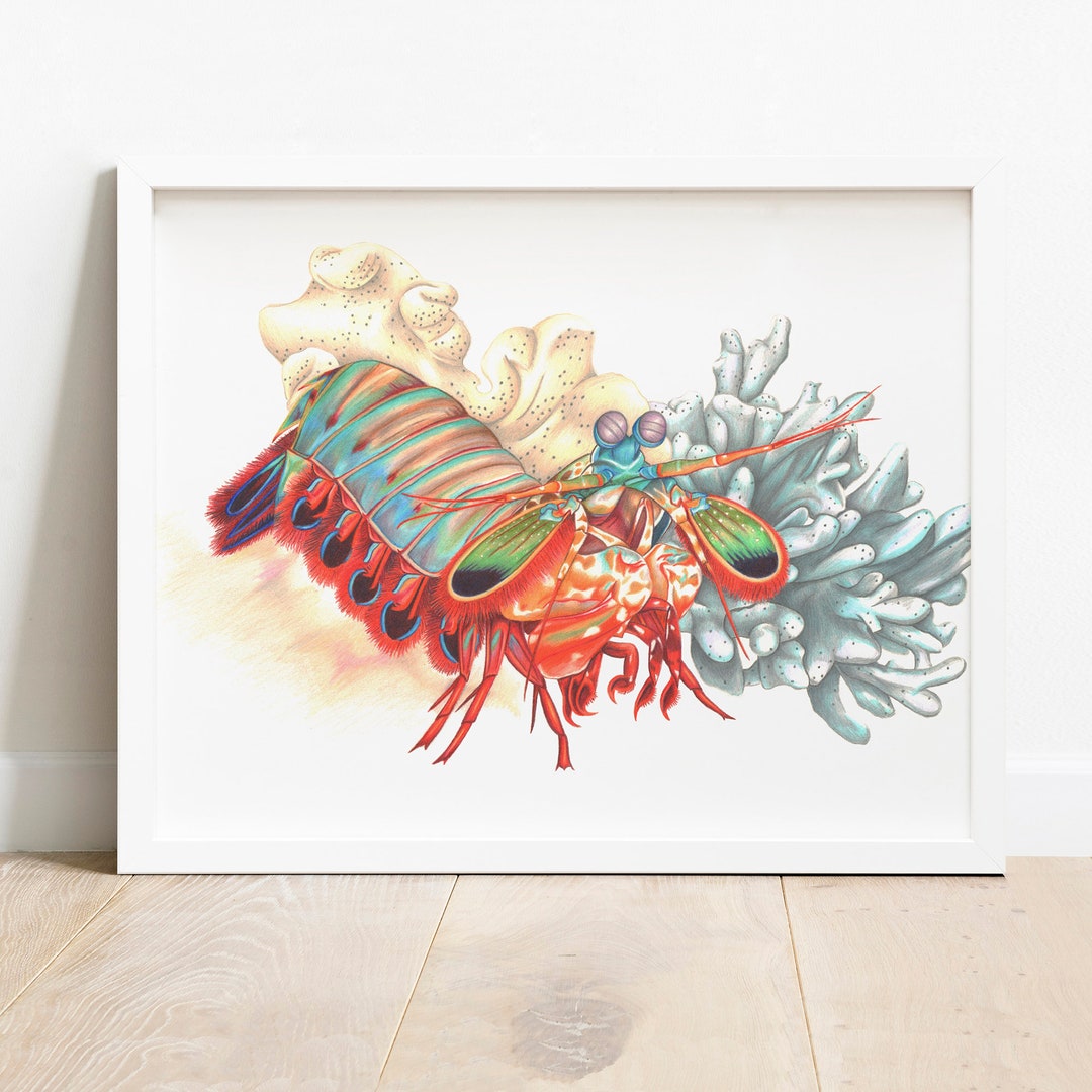 Mantis Shrimp Print, Rainbow Mantis, Colorful Art, Tropical Decor - Etsy