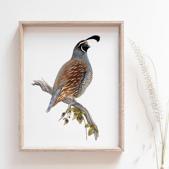 Indian Quail Art