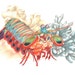Mantis Shrimp Print, Rainbow Mantis, Colorful Art, Tropical Decor - Etsy