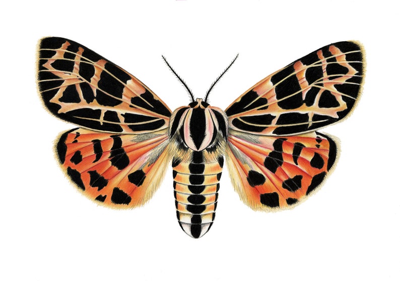 Tiger Moth Print, Insect Art, Moth Illustration, Insect Print, Colorful ...