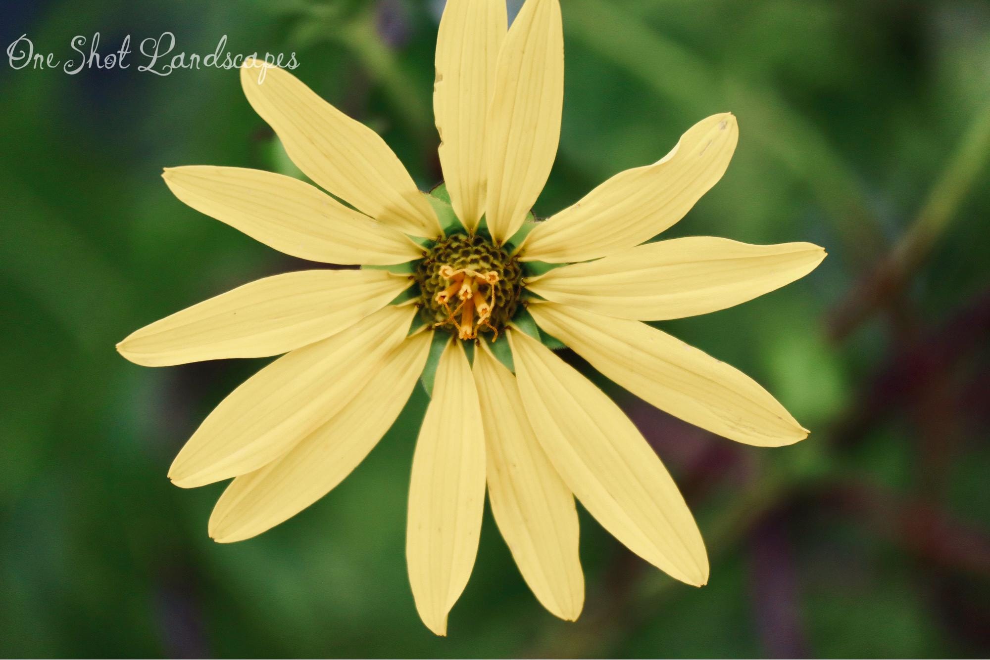 Digital Download Photos, Silphium Asteriscus Flower Photography - Etsy