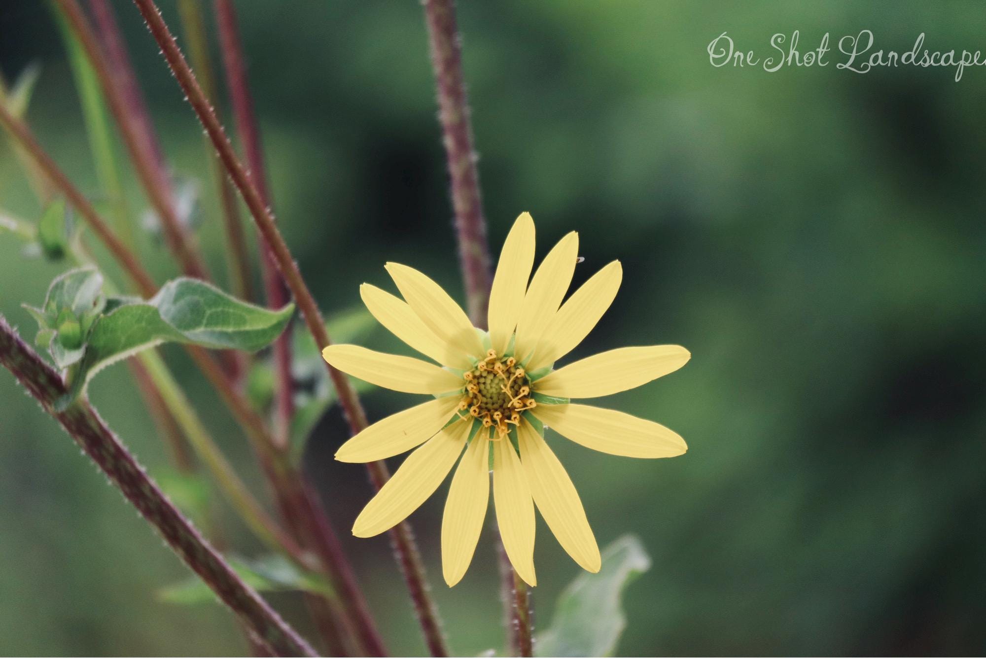 Digital Download Photos, Silphium Asteriscus Flower Photography - Etsy