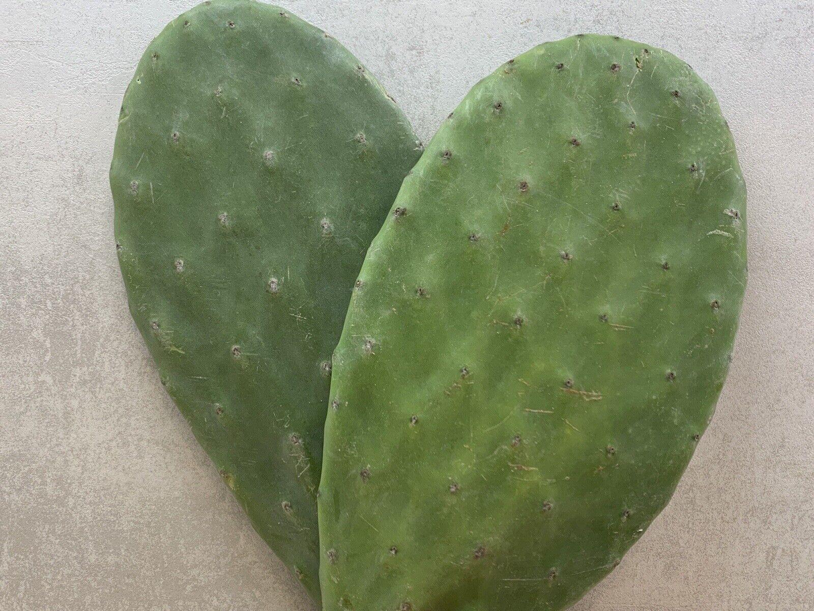 3 Michigan Prickly Pear Pads Opuntia Cespitosa - Etsy