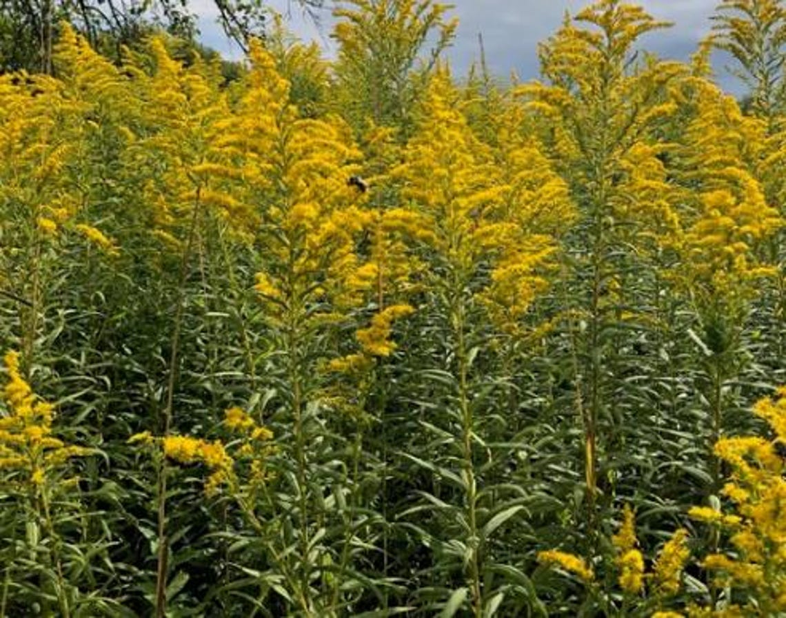 Dried Golden Rod Herb for Tea or Personal Use - Etsy