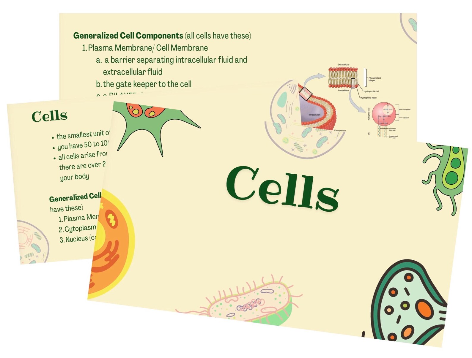 Introduction to Cells Review Powerpoint - Etsy