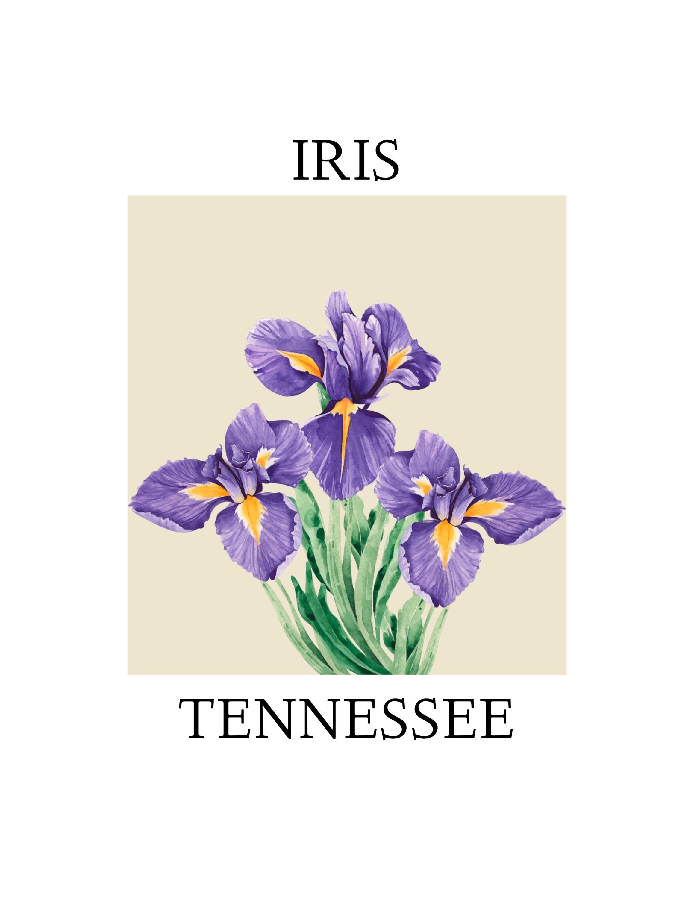 Tennessee State Flower Poster – Botanical State Flower Illustration - Etsy