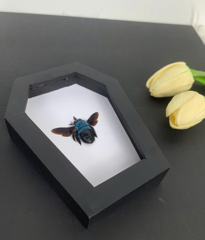 Blue Carpenter Bee Handmade Shadow Box Insect Frame Beetle Taxidermy ...