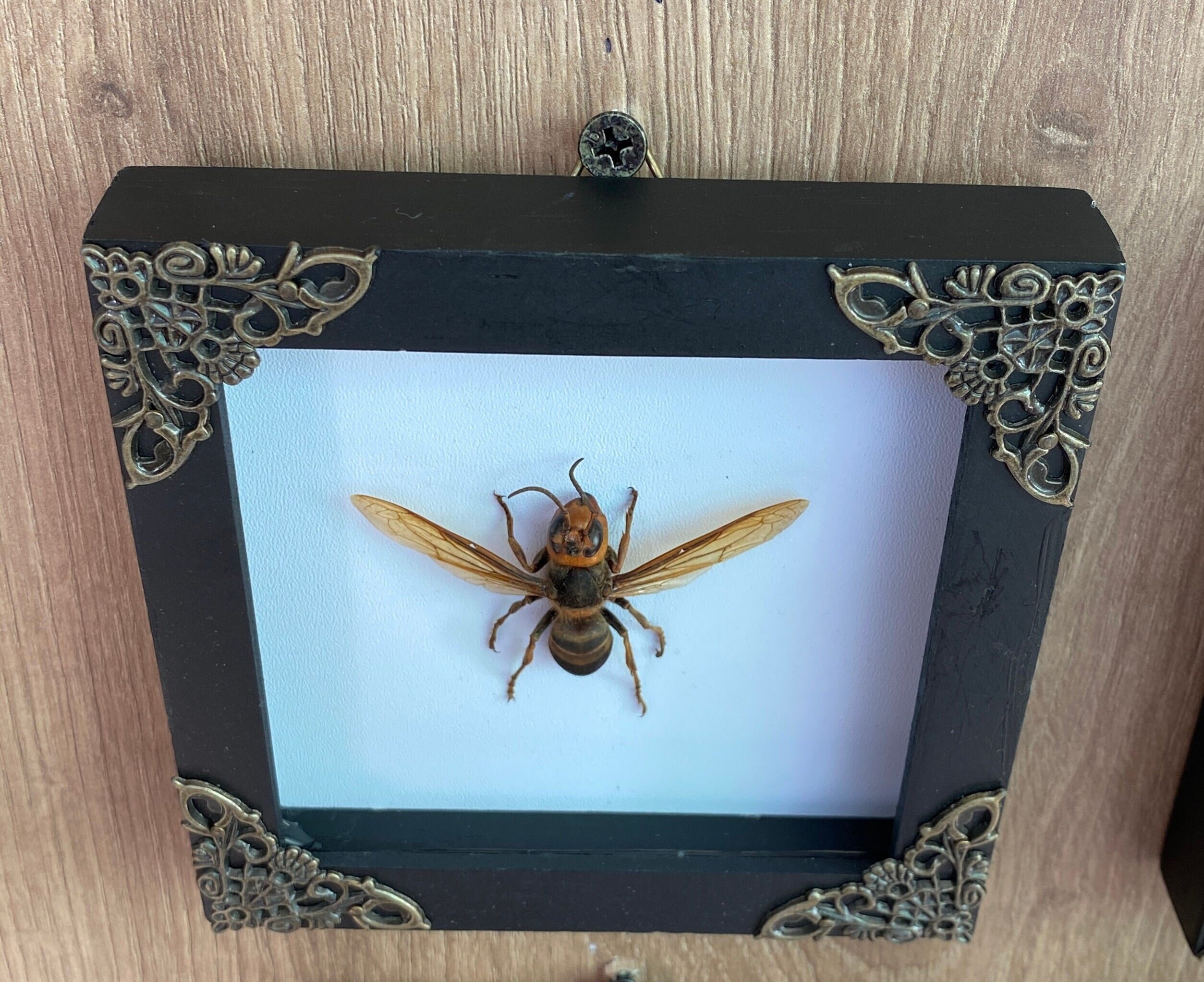Framed Brown Bee Taxidermy Insect Shadow Box Oddities Wall Hanging ...