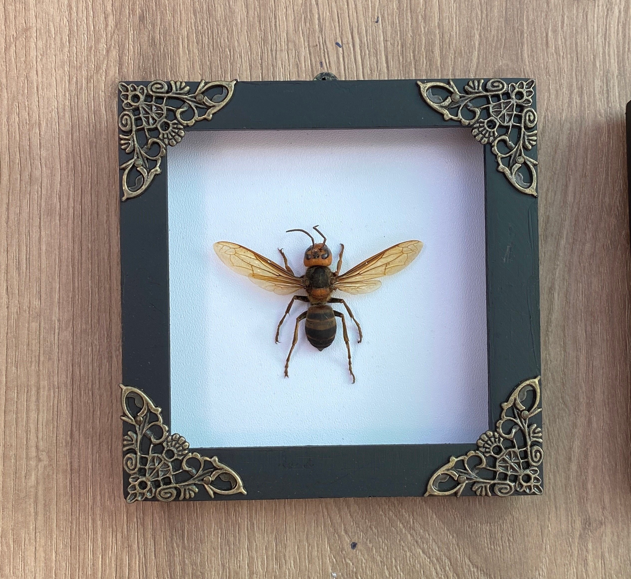 Framed Brown Bee Taxidermy Insect Shadow Box Oddities Wall Hanging ...