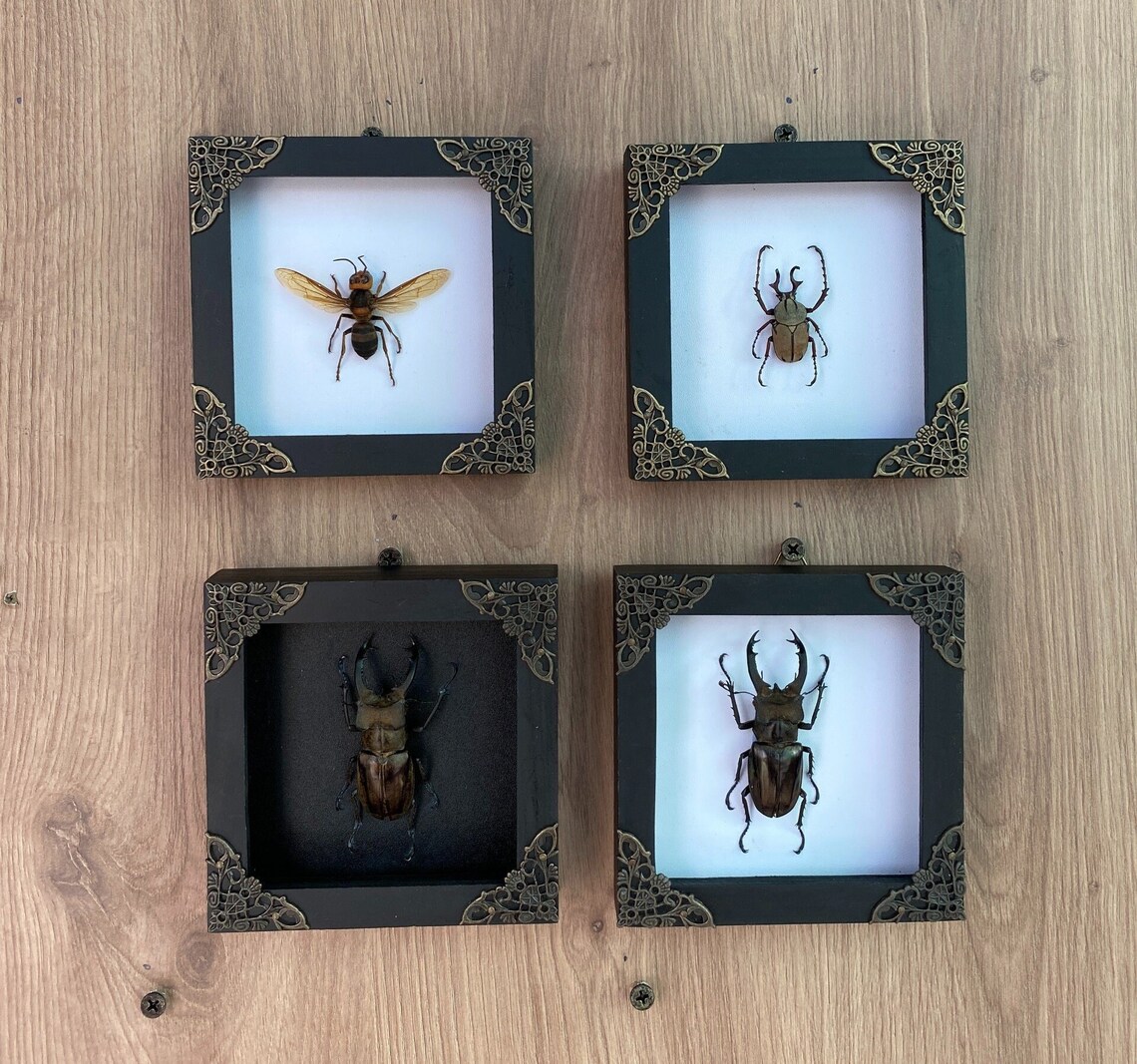 Framed Brown Bee Taxidermy Insect Shadow Box Oddities Wall Hanging ...