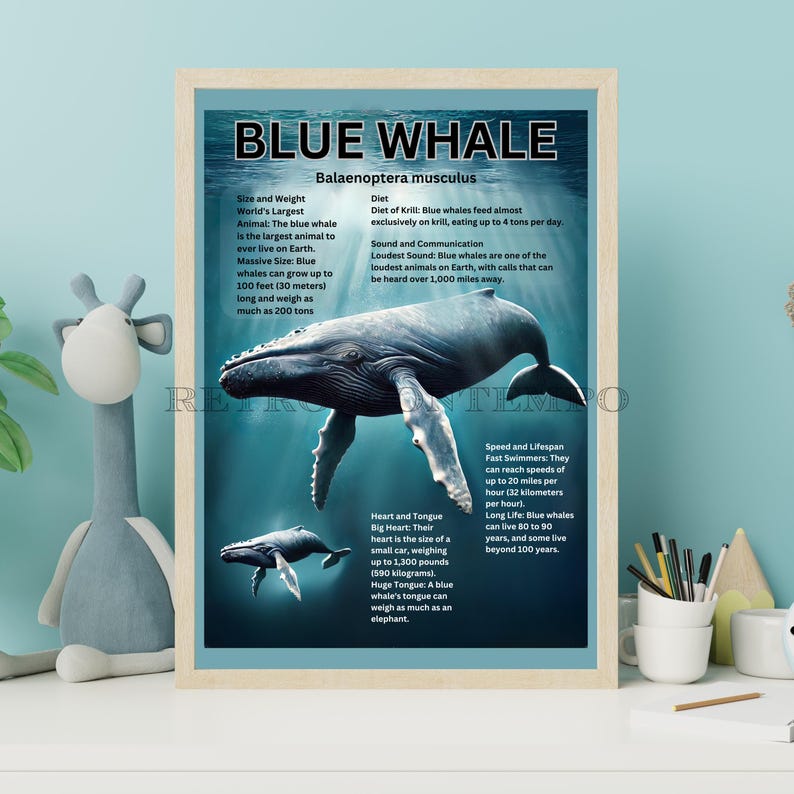 Blue Whale Educational Poster, Printable Ocean Animal Art, Marine Life ...