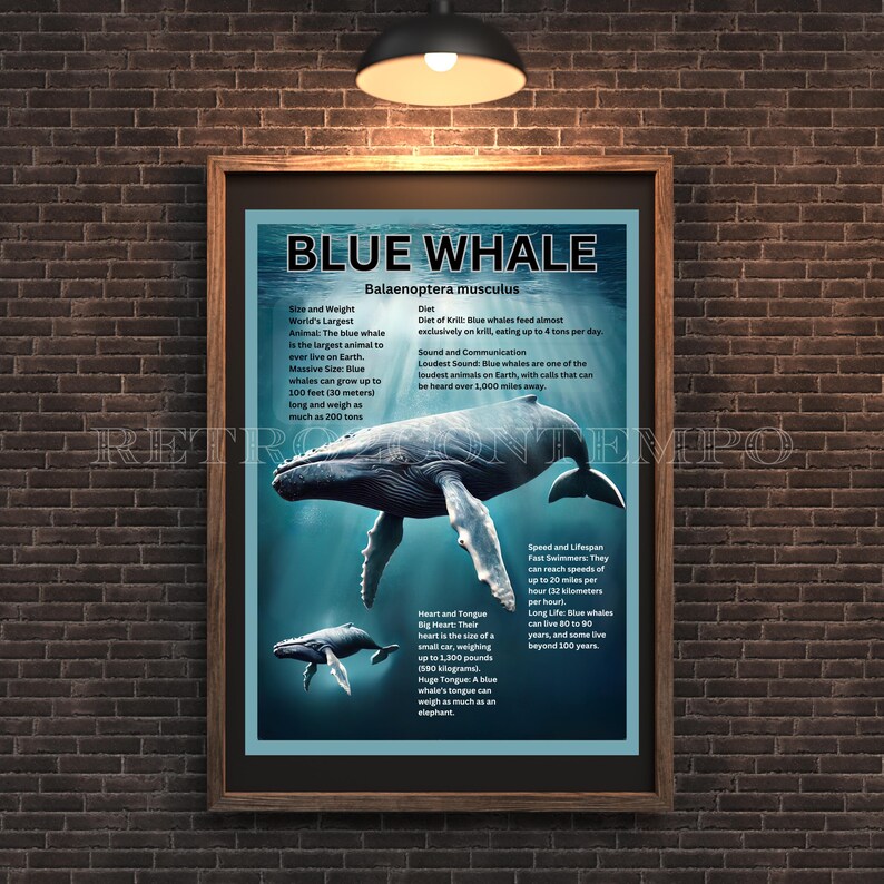 Blue Whale Educational Poster: Marine Life Facts Art (digital Download ...