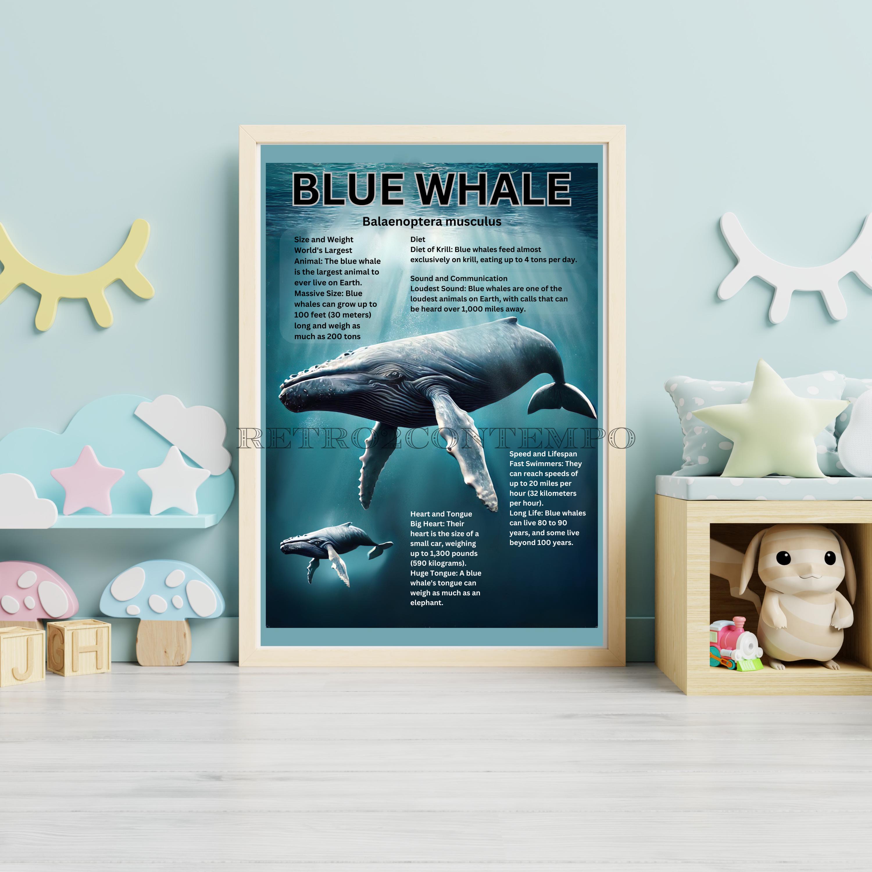 Blue Whale Educational Poster: Marine Life Facts Art (digital Download ...