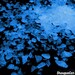 Luminous Cullet Blue 10g Glow in the Dark Pigment for Resin Nail Art ...