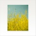 Yellow Flower Print, Spring Flower Photography - Summer - Etsy UK