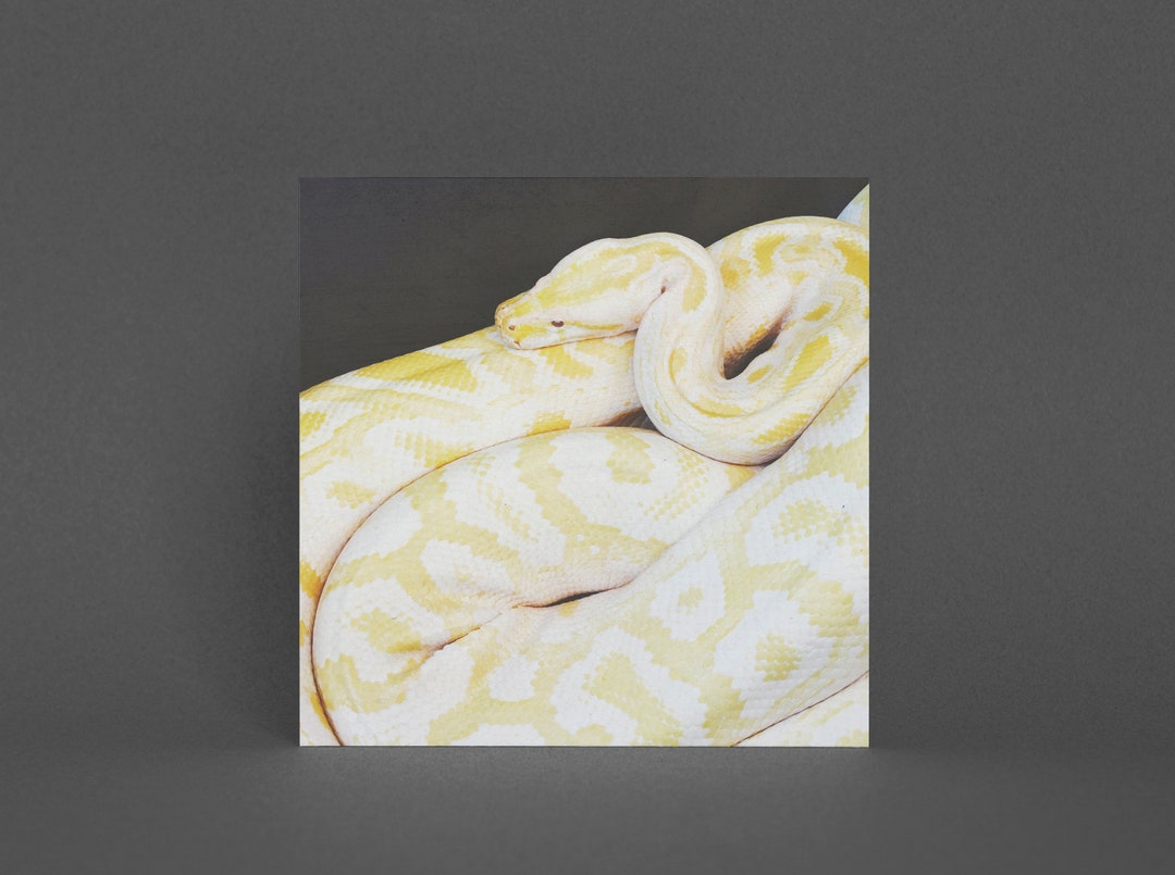 Snake Greeting Card - Albino Python - Etsy